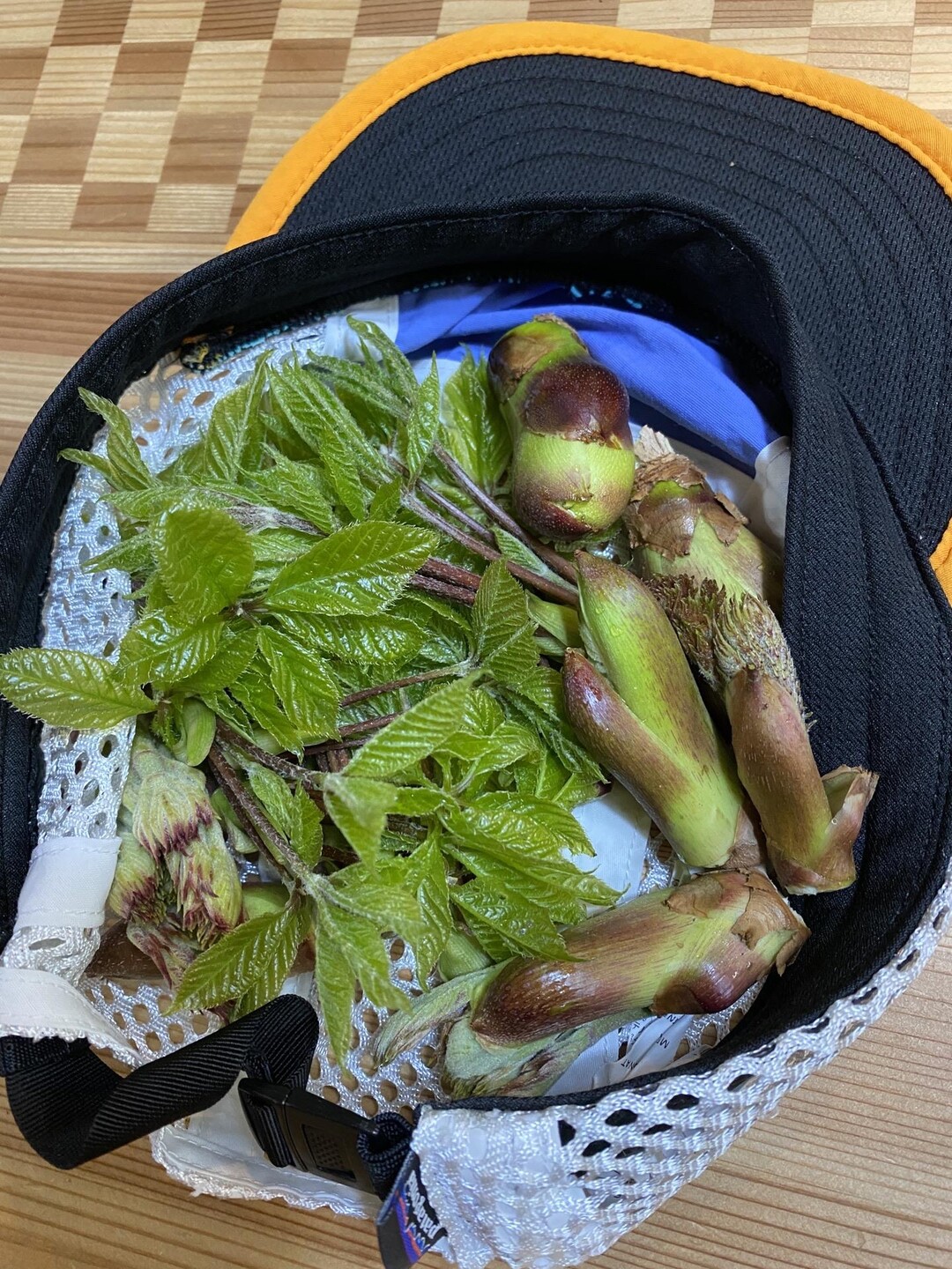 薬師山R5-4 / K.Racingさんの薬師山の活動データ | YAMAP / ヤマップ