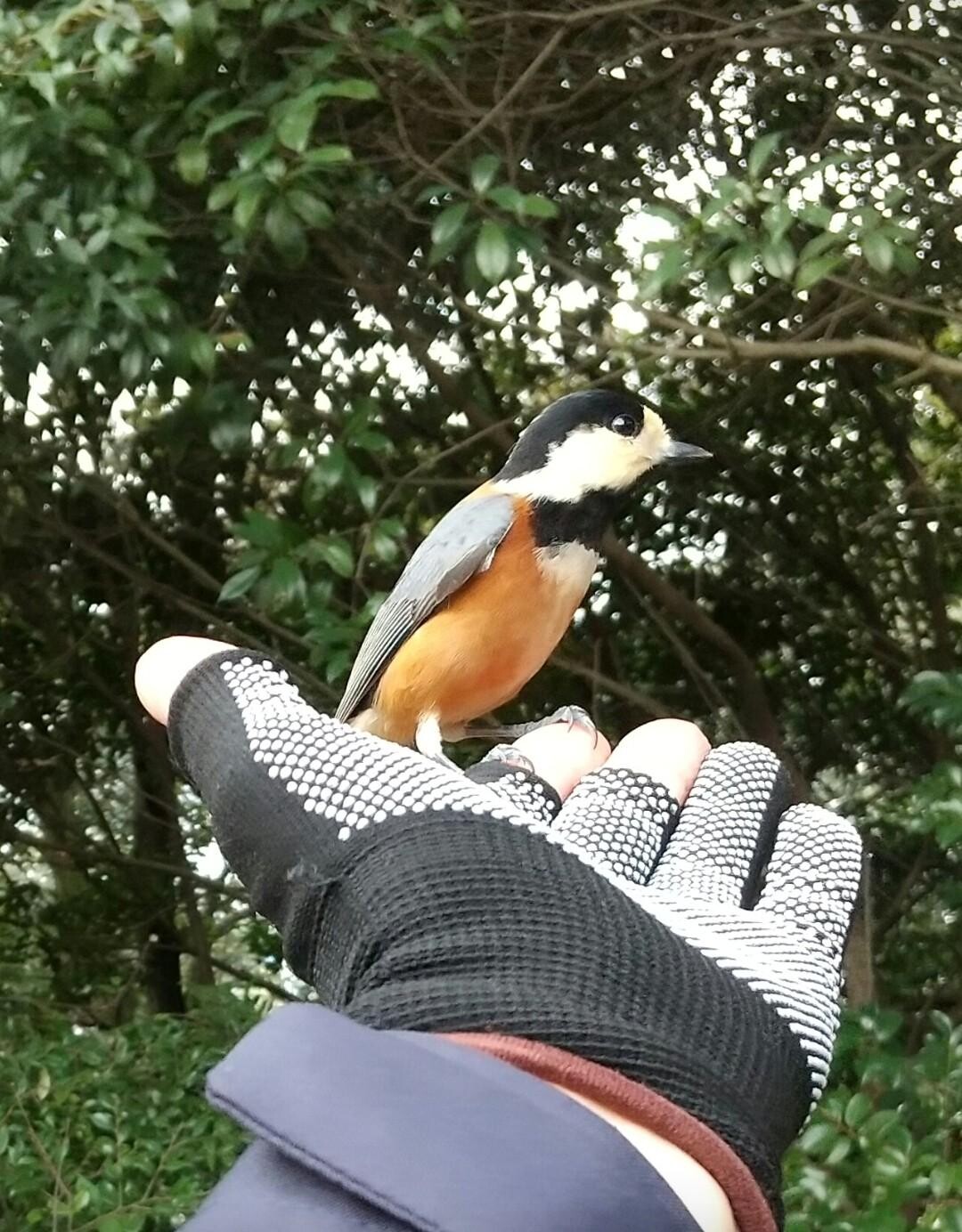 金華山🏯雨の降る前に🌧️ / Kinueさんの金華山・洞山・舟伏山の活動データ | YAMAP / ヤマップ