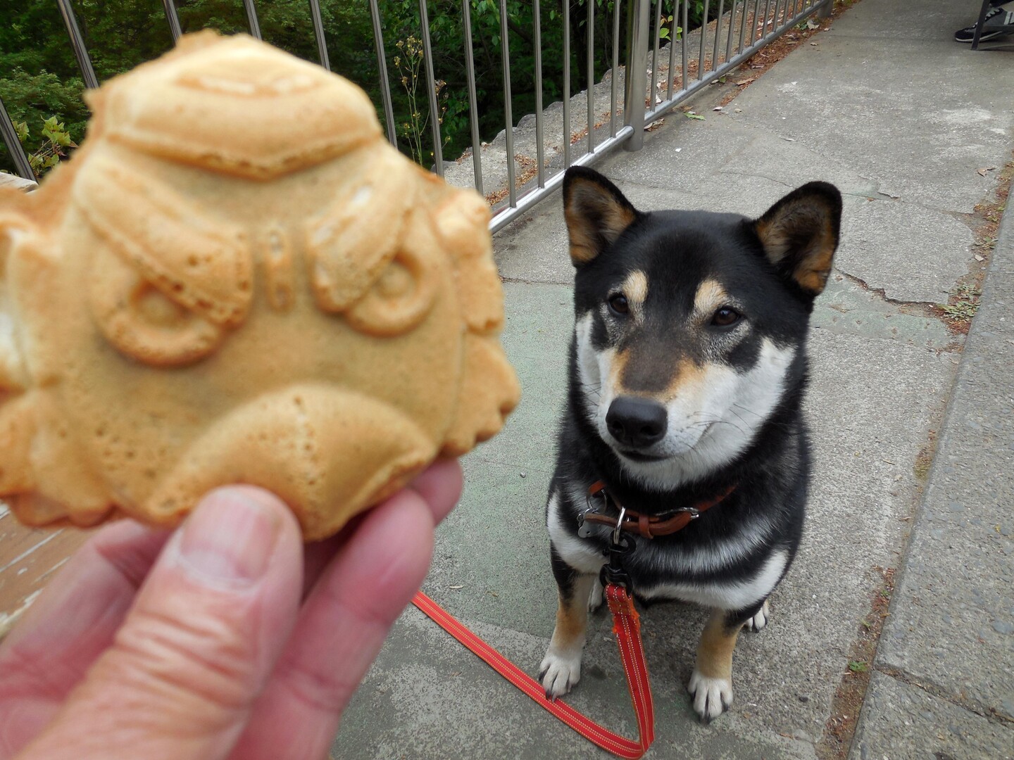 New稲荷山コース🐕。。。 / じゅうべいさんの高尾山・陣馬山・景信山の活動データ | YAMAP / ヤマップ