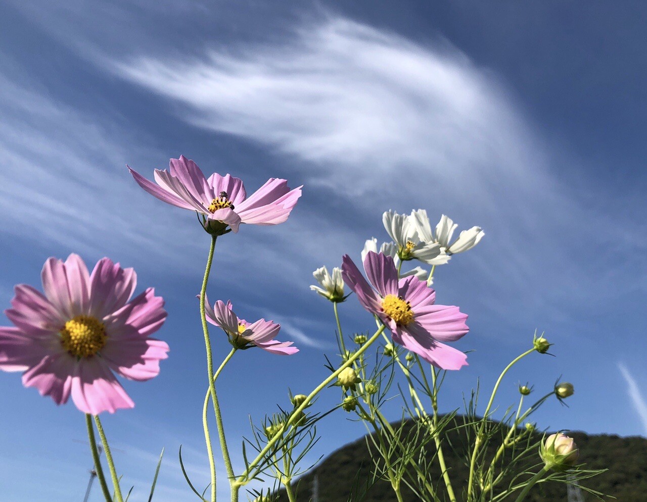 勝山三山 / Ascaさんの勝山・四王司山の活動データ | YAMAP / ヤマップ