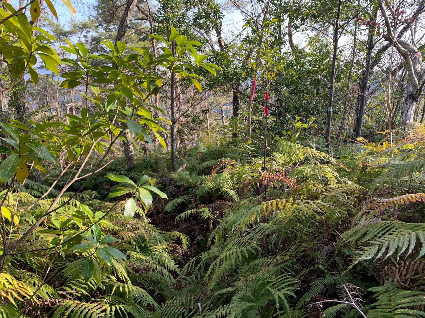 si-takaさんの投稿したフィールドメモ | YAMAP / ヤマップ