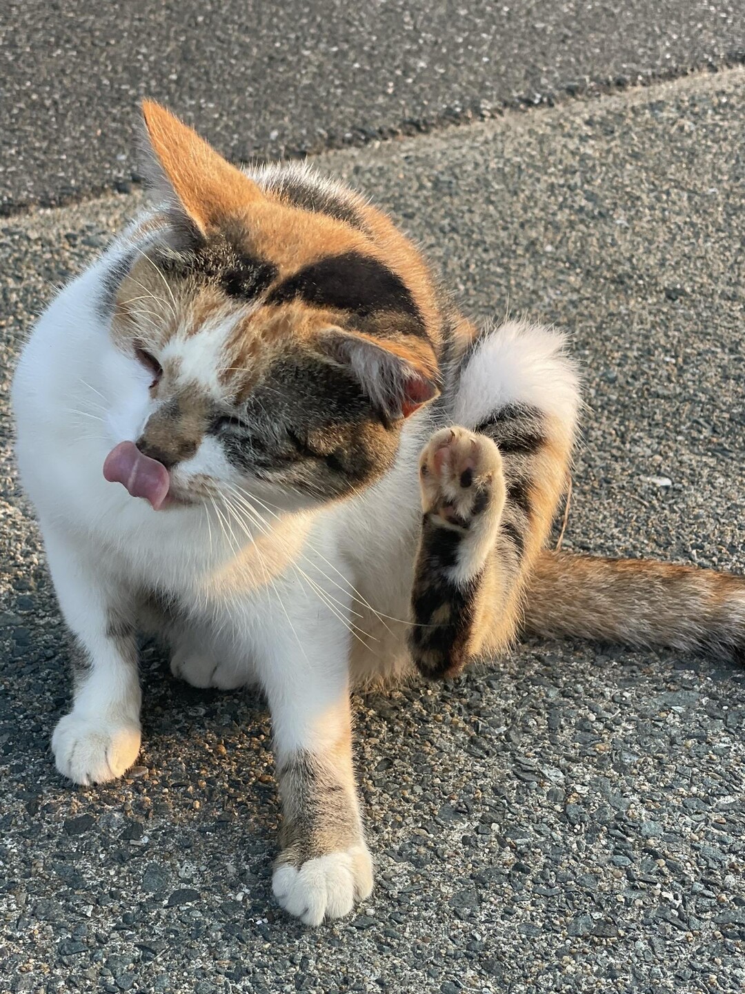 夕にゃん♡ 黄昏時🌇 光と影と猫 ... / 海月さんのモーメント | YAMAP / ヤマップ