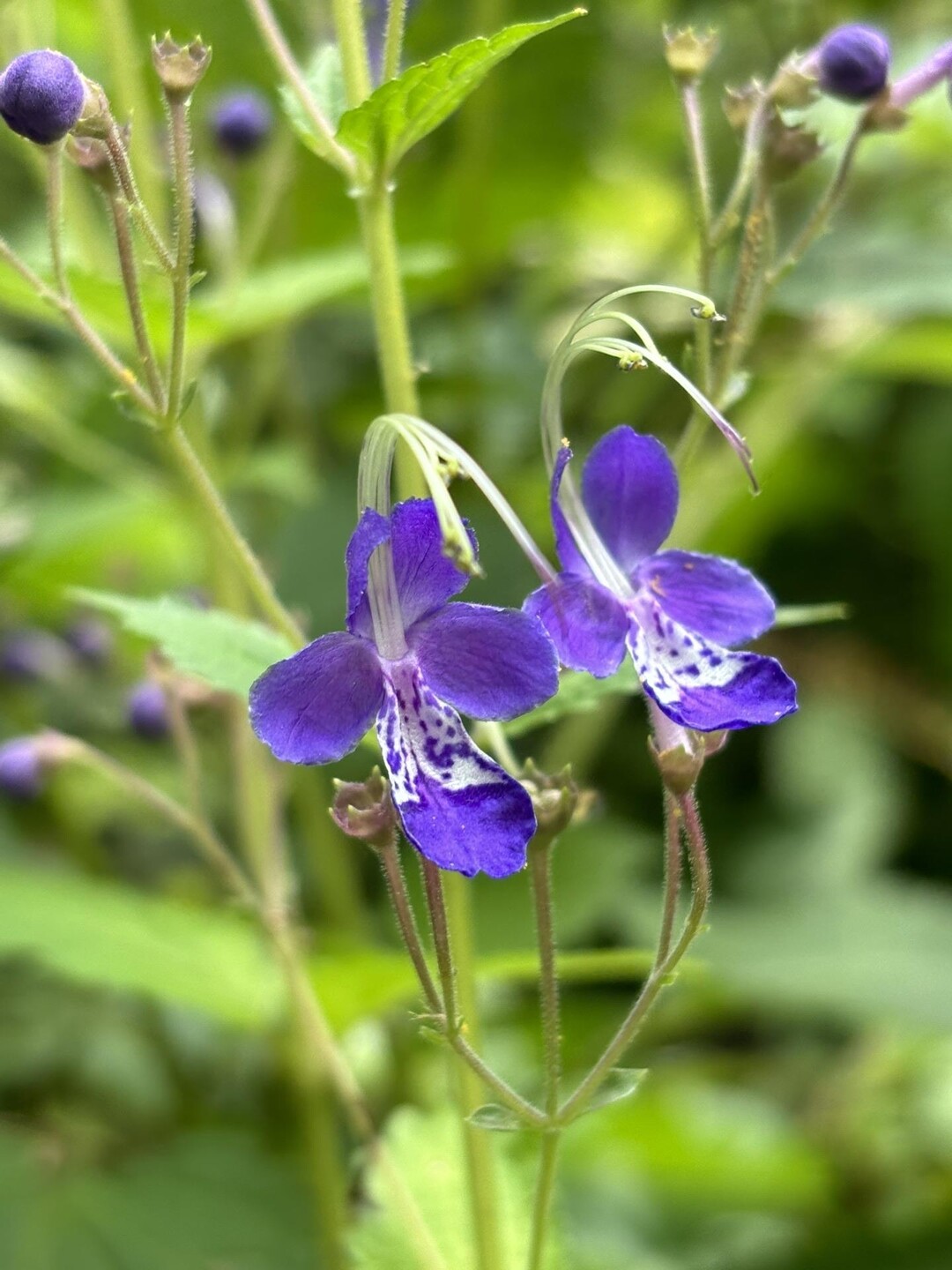『カリガネソウ』に会いに古賀志山 / monaさんの古賀志山・赤岩山・鞍掛山・男抱山・半蔵山の活動データ | YAMAP / ヤマップ