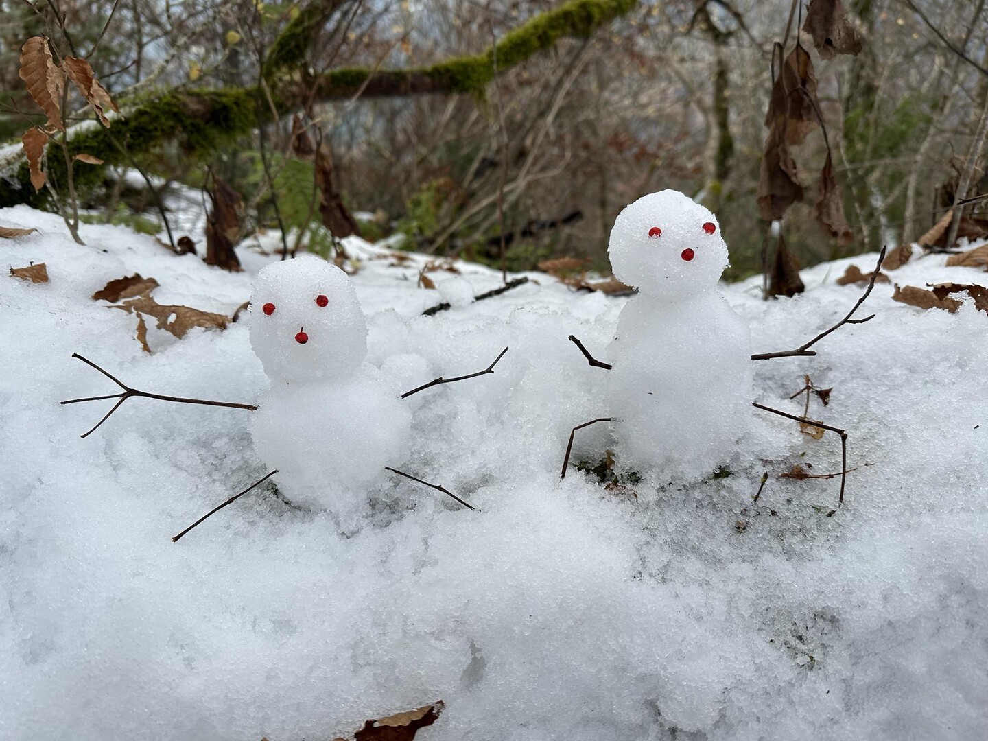 大山（弥山） / motoさんの大山・甲ヶ山・野田ヶ山の活動データ | YAMAP / ヤマップ