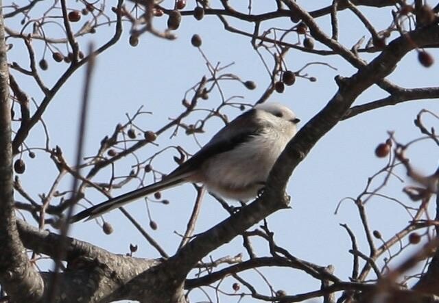 藻岩山 / kyo-1さんの藻岩山の活動データ | YAMAP / ヤマップ