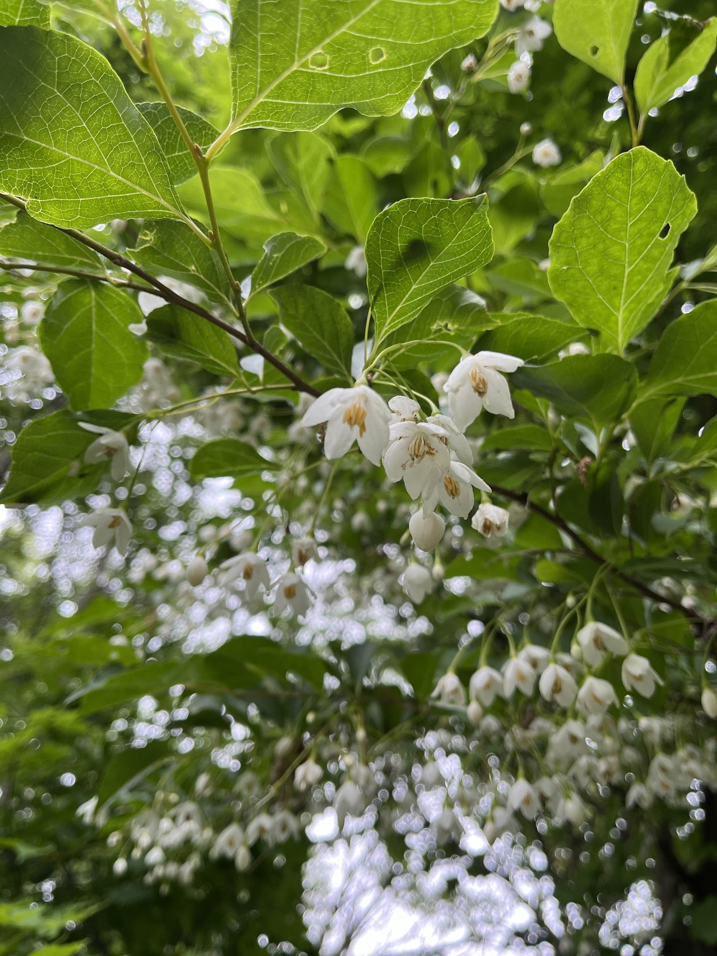 青梅丘陵ハイキングコース 前半2025/5月 / Suginさんの高水山・岩茸石山・惣岳山の活動データ | YAMAP / ヤマップ