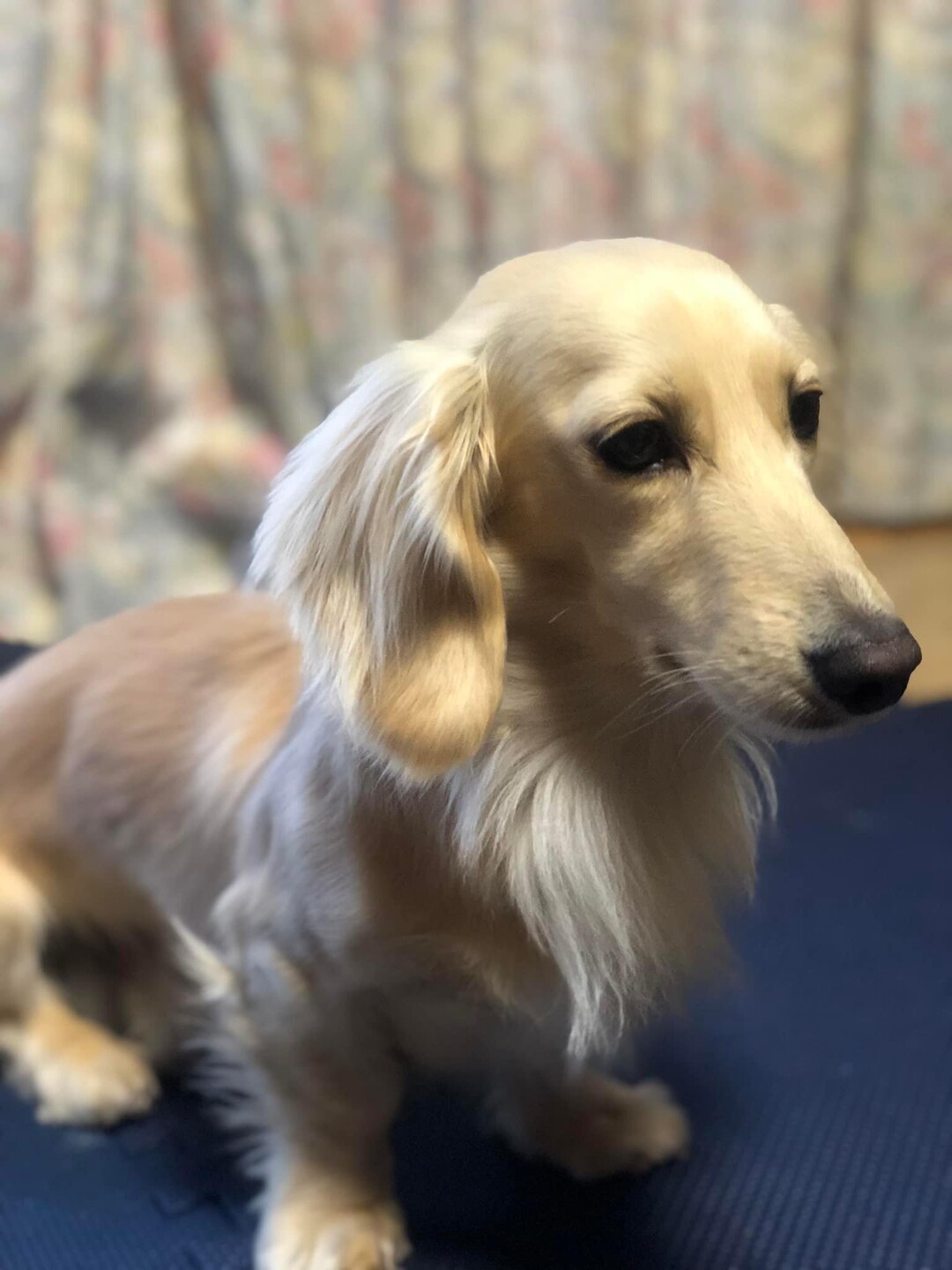 僕も一緒に行きたかった🐾 / 登 人 《 ITC-ONE 》さんの蓼科山・横岳・縞枯山の活動データ | YAMAP / ヤマップ