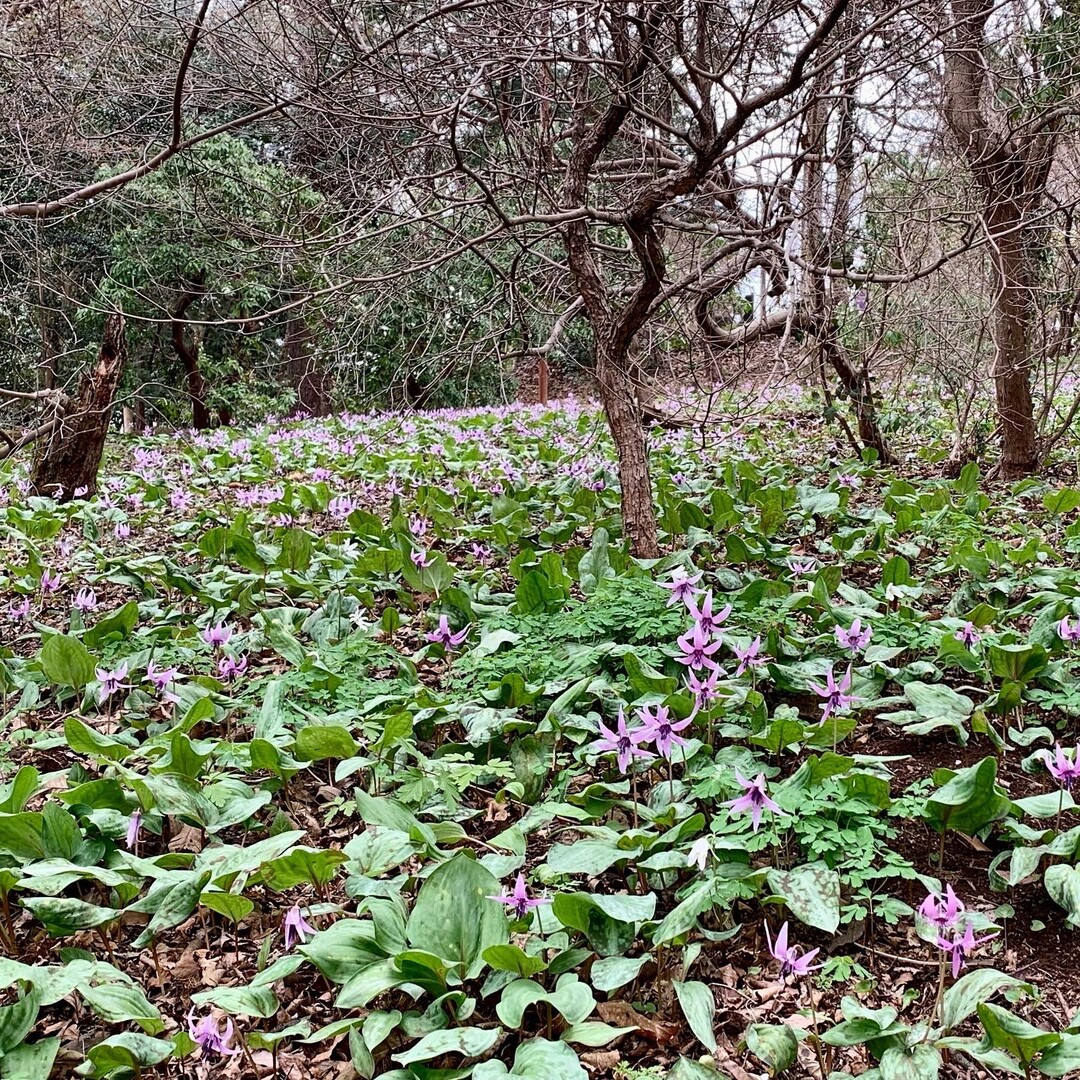 半日ドライブで城山カタクリの里へ 満開の... / cosyauさんのモーメント | YAMAP / ヤマップ