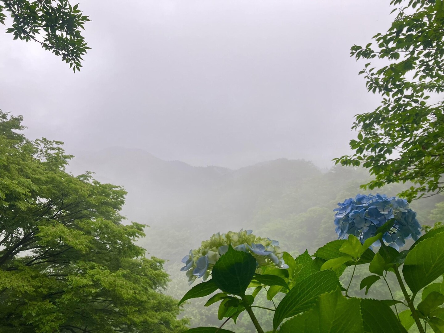 梅雨護摩☔️ ︎護摩堂山 / Naluさんの菩提寺山・高立山・護摩堂山の活動データ | YAMAP / ヤマップ