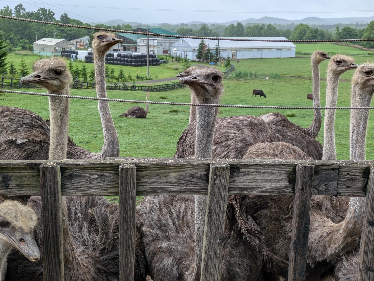 Twin Peaks Bike Park Niseko-2024-06-23 / とりさんのサイクリングの活動データ | YAMAP / ヤマップ