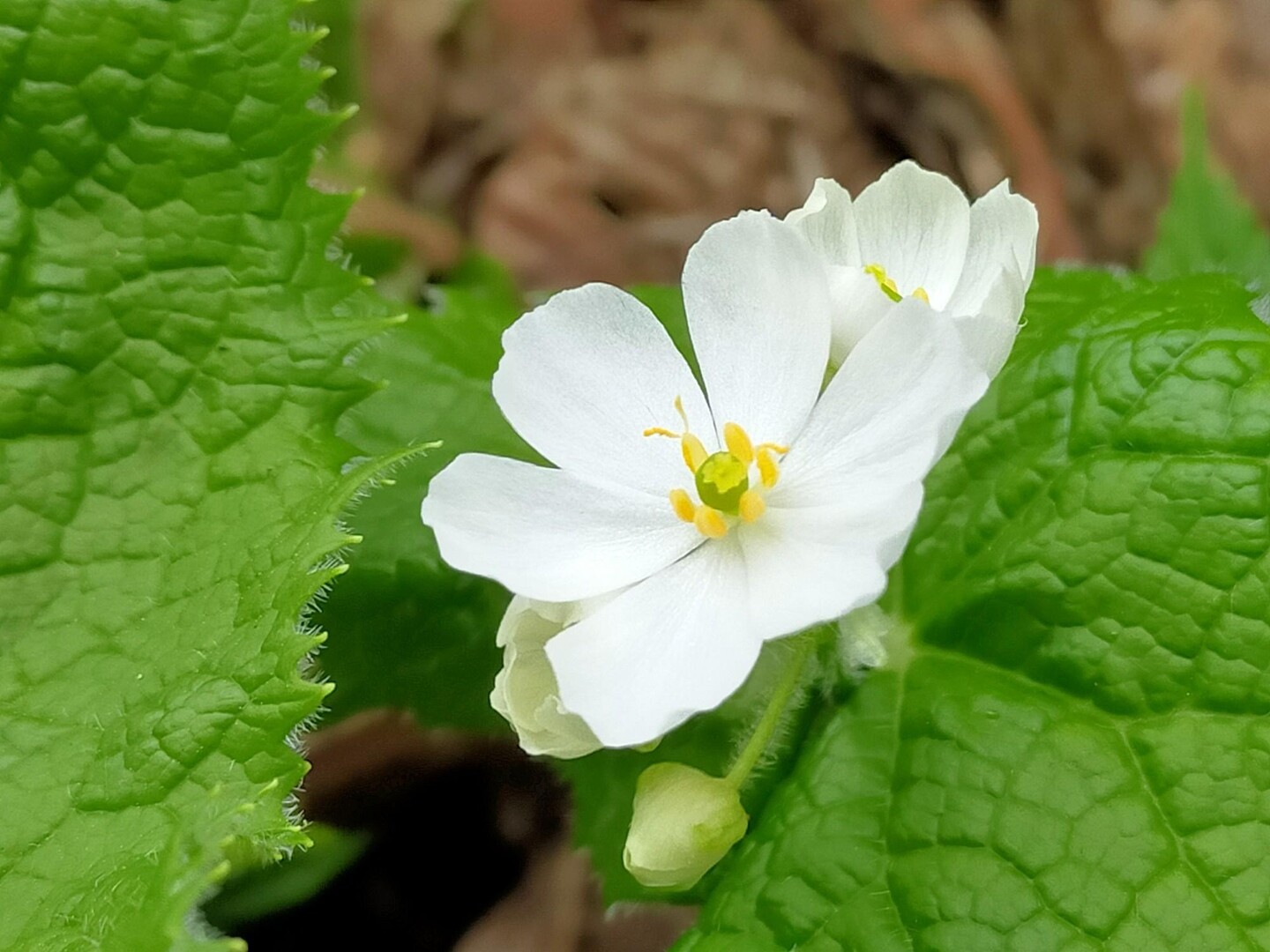 恒例竿振り練習-2024-05-19 / Berryさんの谷川岳・七ツ小屋山・大源太山の活動データ | YAMAP / ヤマップ