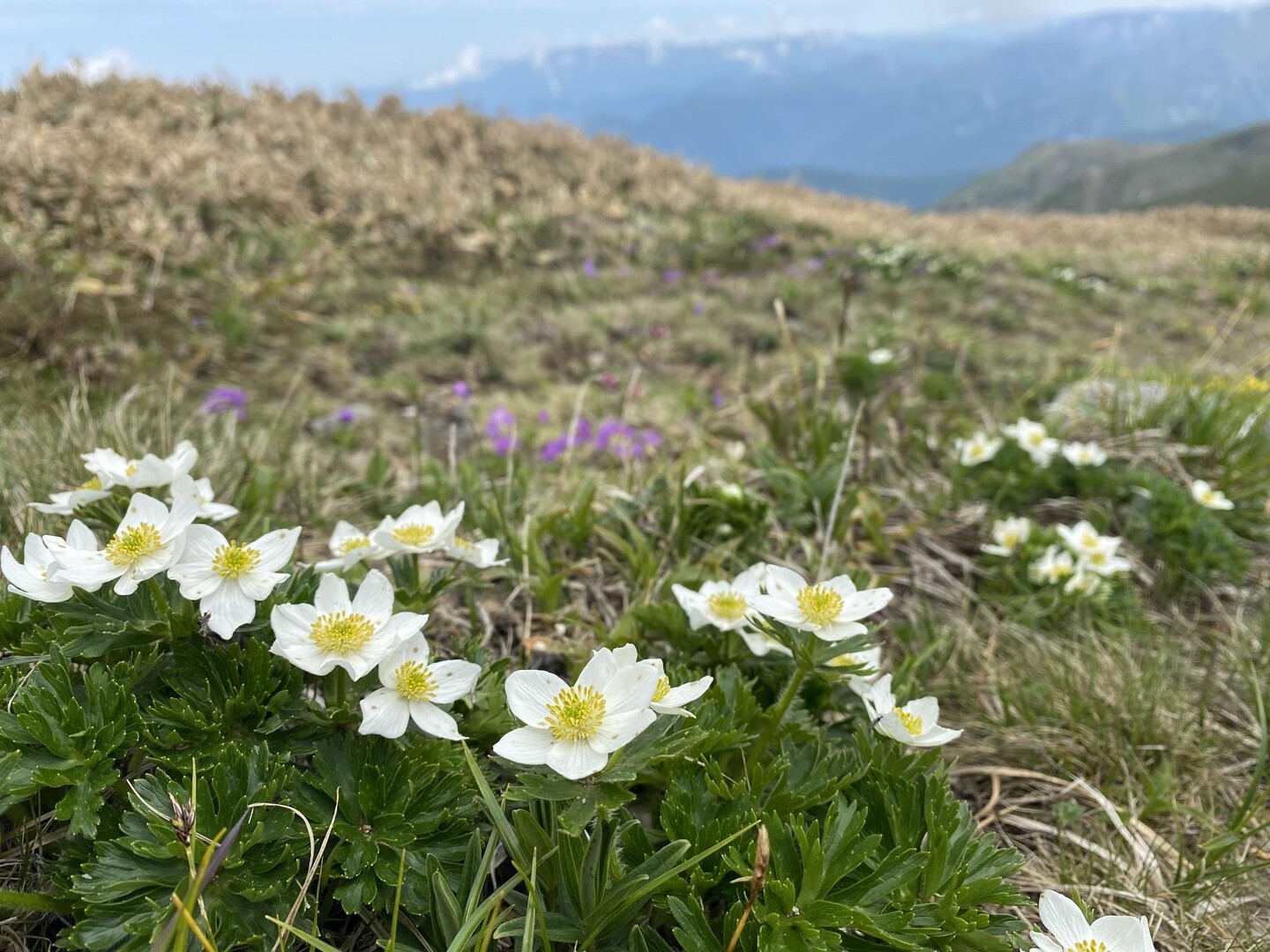 天空の花園🌸松手山・平標山 / mayuminさんの仙ノ倉山・平標山・大源太山の活動日記 | YAMAP / ヤマップ