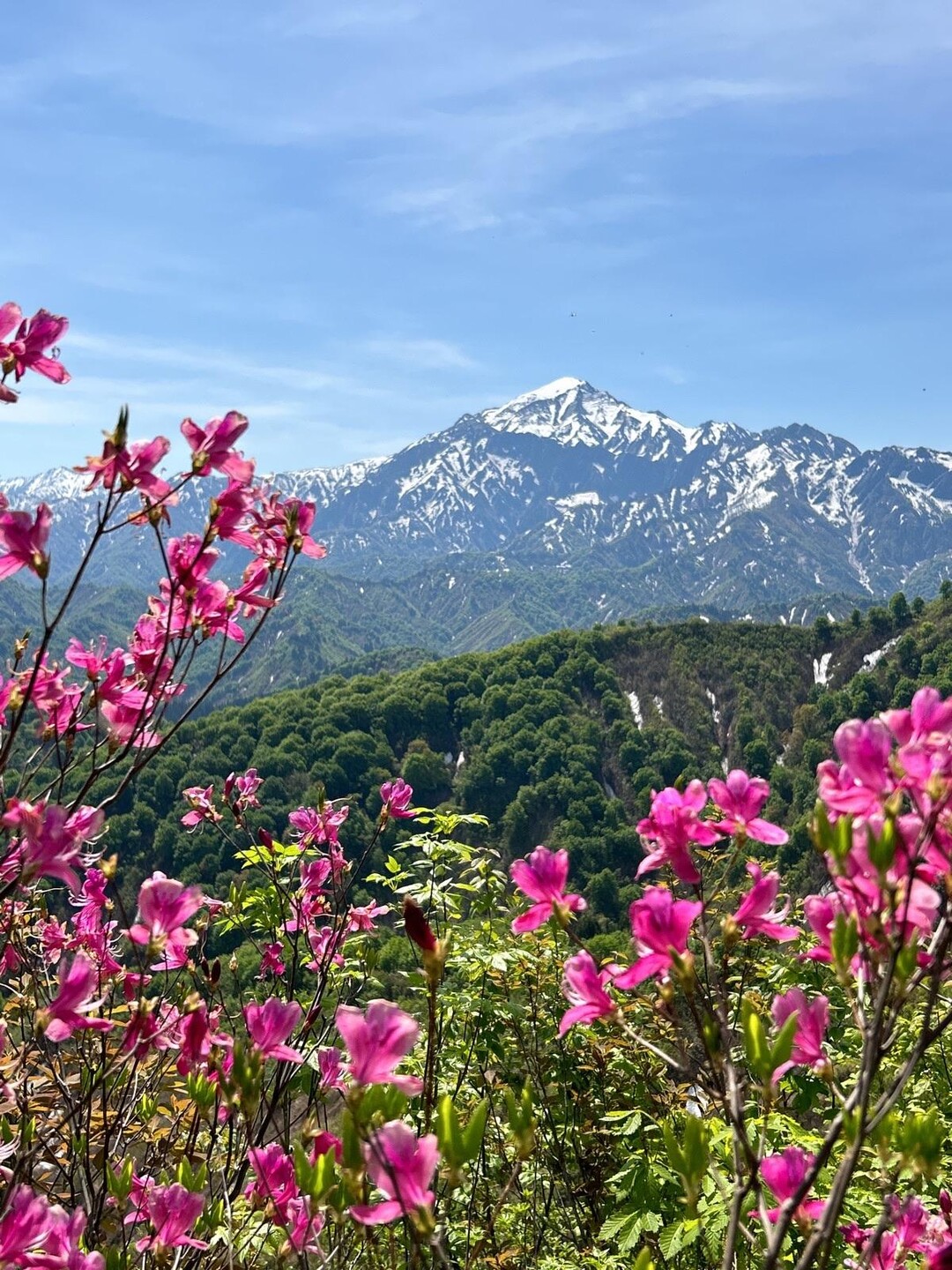 笠倉山：笠倉東新道 / B・Yさんの大力山・黒禿の頭・笠倉山の活動日記 | YAMAP / ヤマップ
