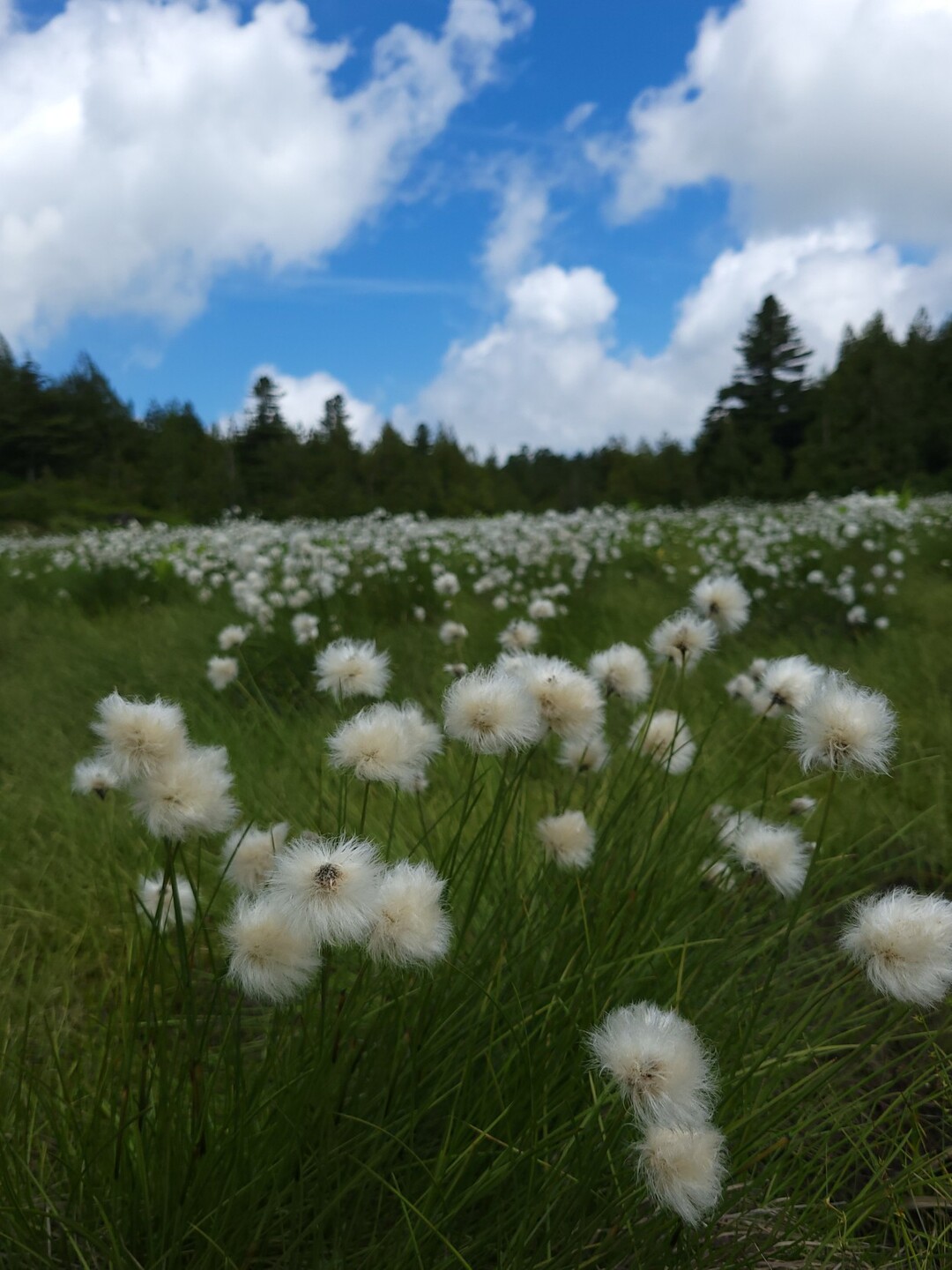 志賀山・裏志賀山・鉢山 / maruさんの横手山・志賀山・赤石山の活動データ | YAMAP / ヤマップ