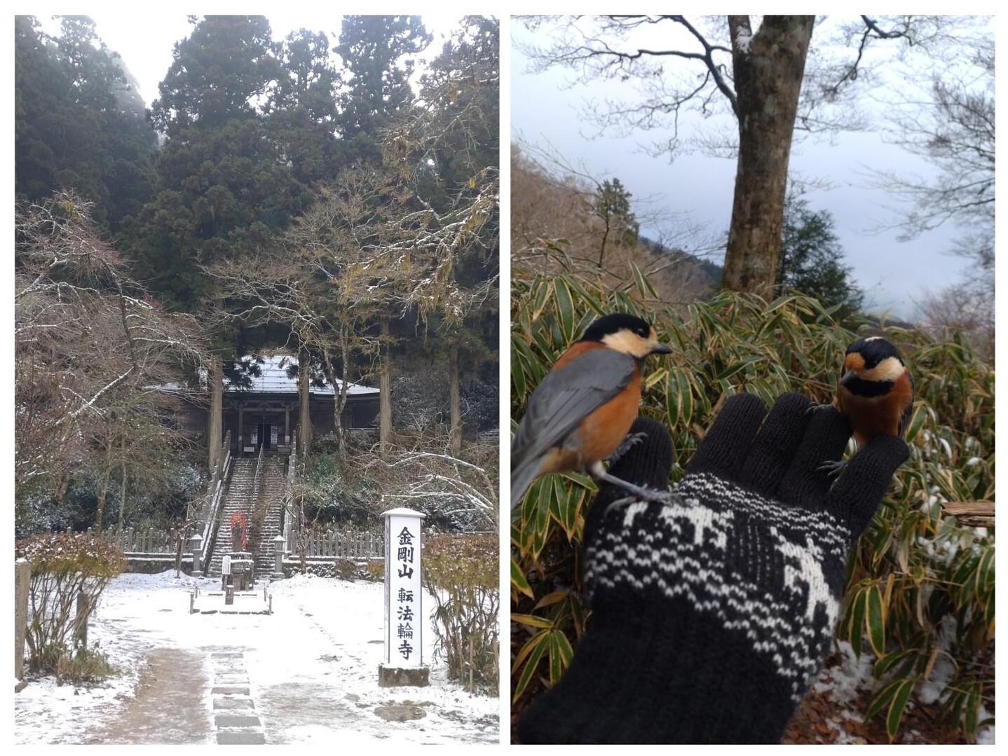 葛木岳・金剛山 / STSケイさんの金剛山・二上山・大和葛城山の活動データ | YAMAP / ヤマップ
