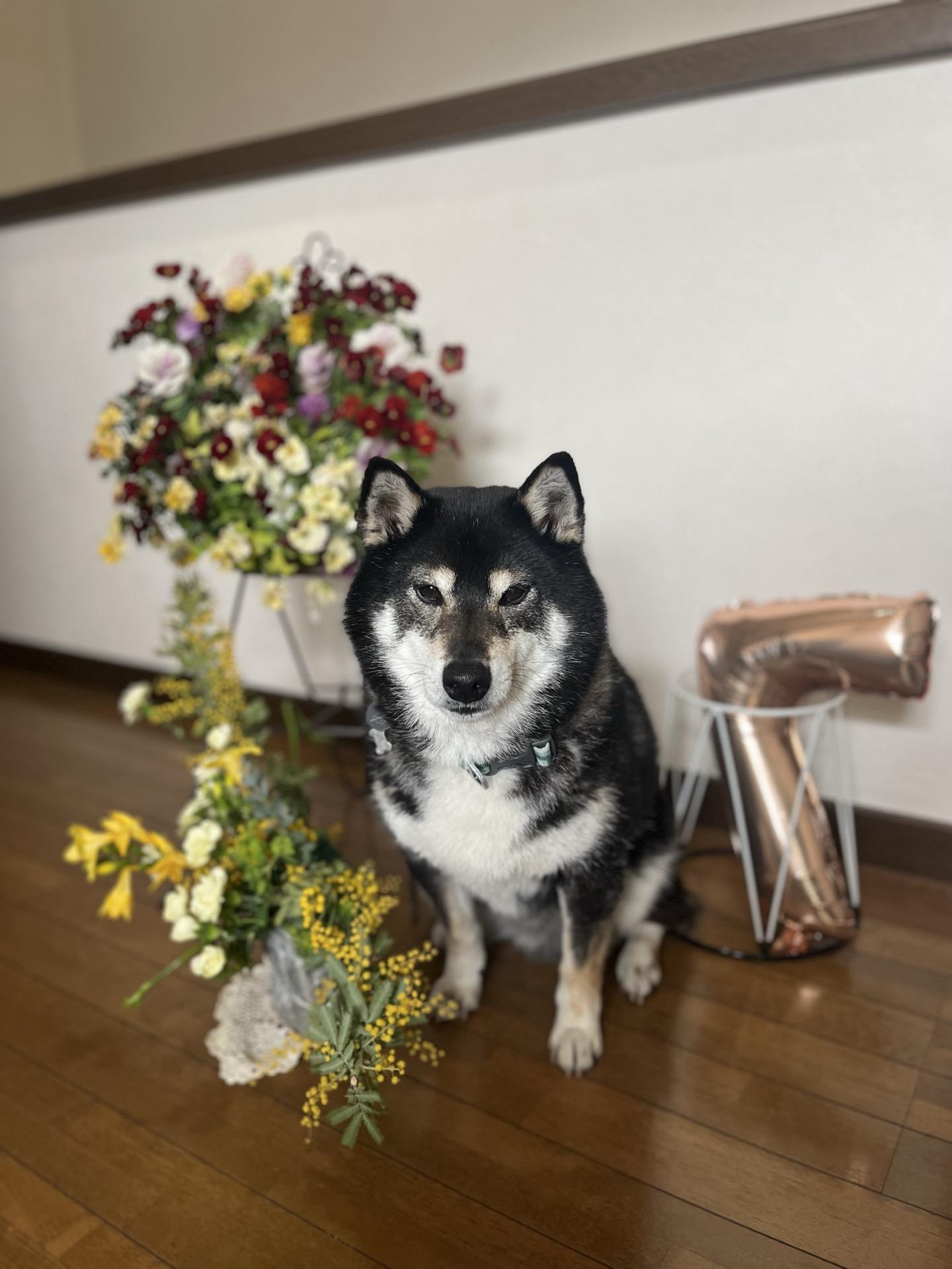 キチがうちに来て7年です それ以来キチは... / Corchanさんのモーメント | YAMAP / ヤマップ