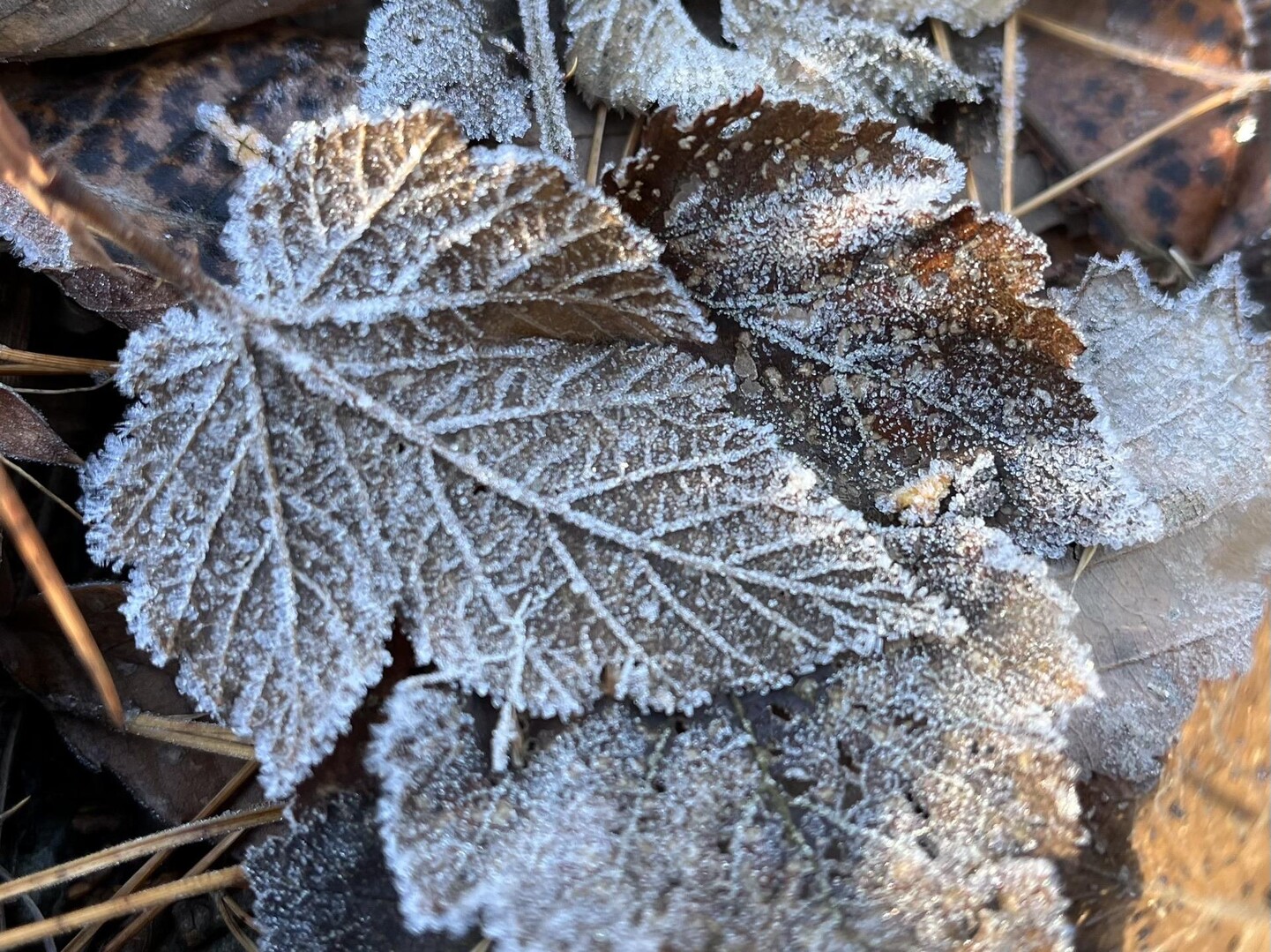小斎峠から鹿狼山へ / shanneiさんの鹿狼山の活動データ | YAMAP / ヤマップ