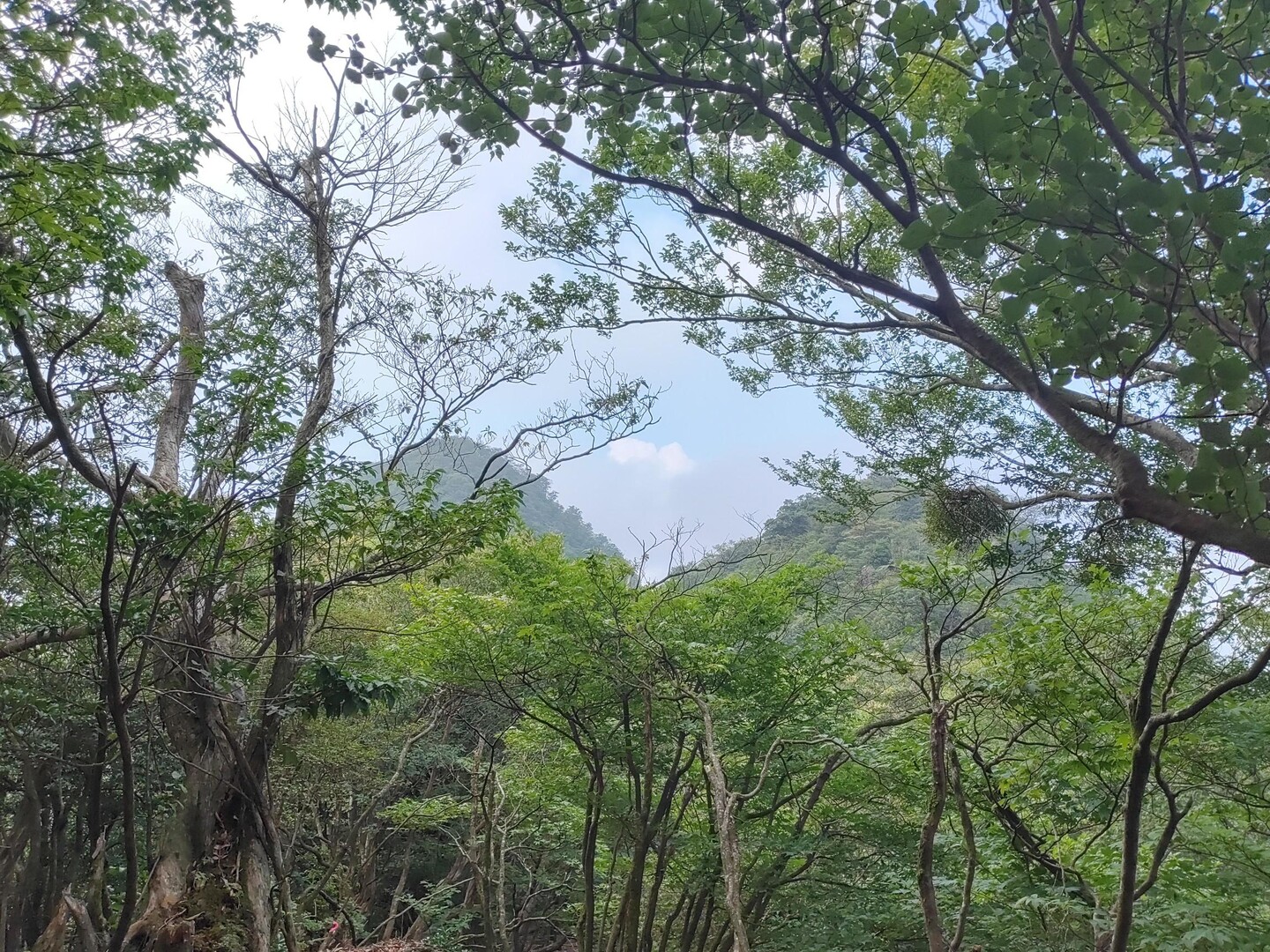 人に遭う事もなく自然を満喫（岳滅鬼岳・岳滅鬼山・石楠花の頭・猫の丸尾） / kazuakaさんの英彦山の活動データ | YAMAP / ヤマップ