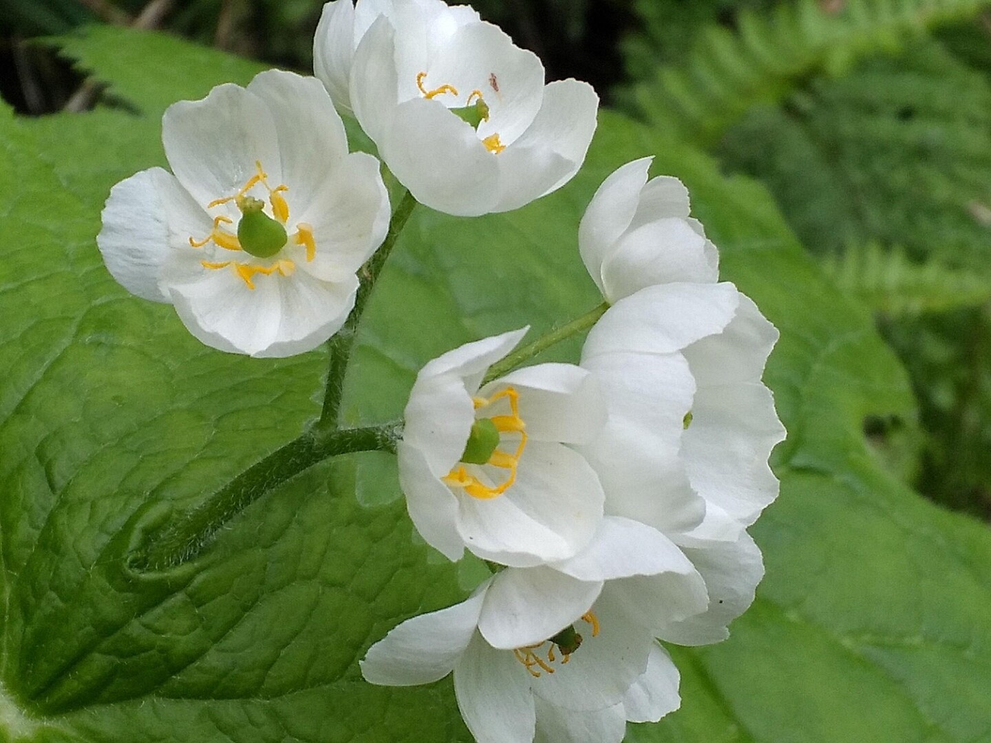 こつぶり山 / opal糸さんの取立山の活動日記 | YAMAP / ヤマップ