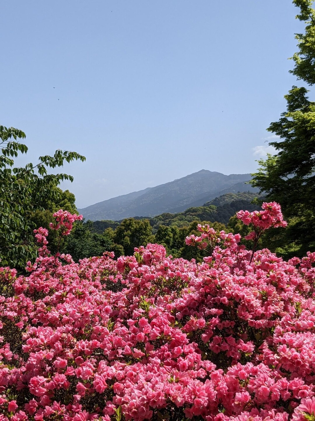 放光寺浄水場・つつじ公園・月見山 / mkhkさんの高良山・発心山・鷹取山の活動データ | YAMAP / ヤマップ