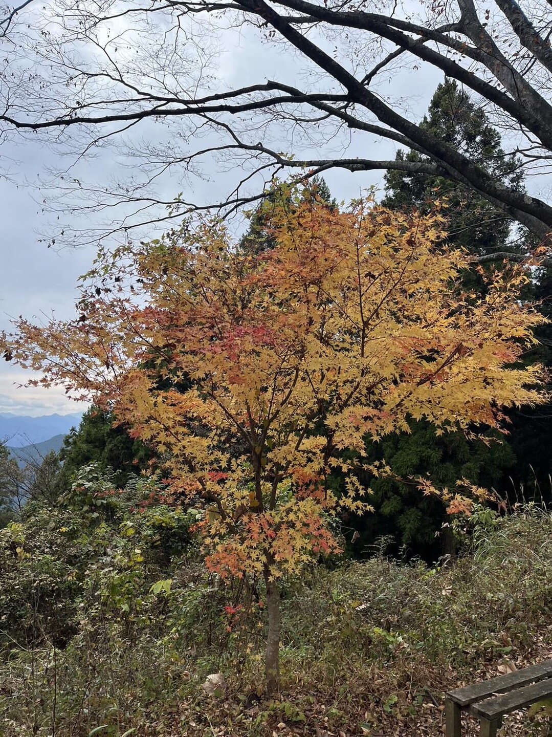 高尾山・陣馬山 / Emmaさんの高尾山・陣馬山・景信山の活動データ | YAMAP / ヤマップ
