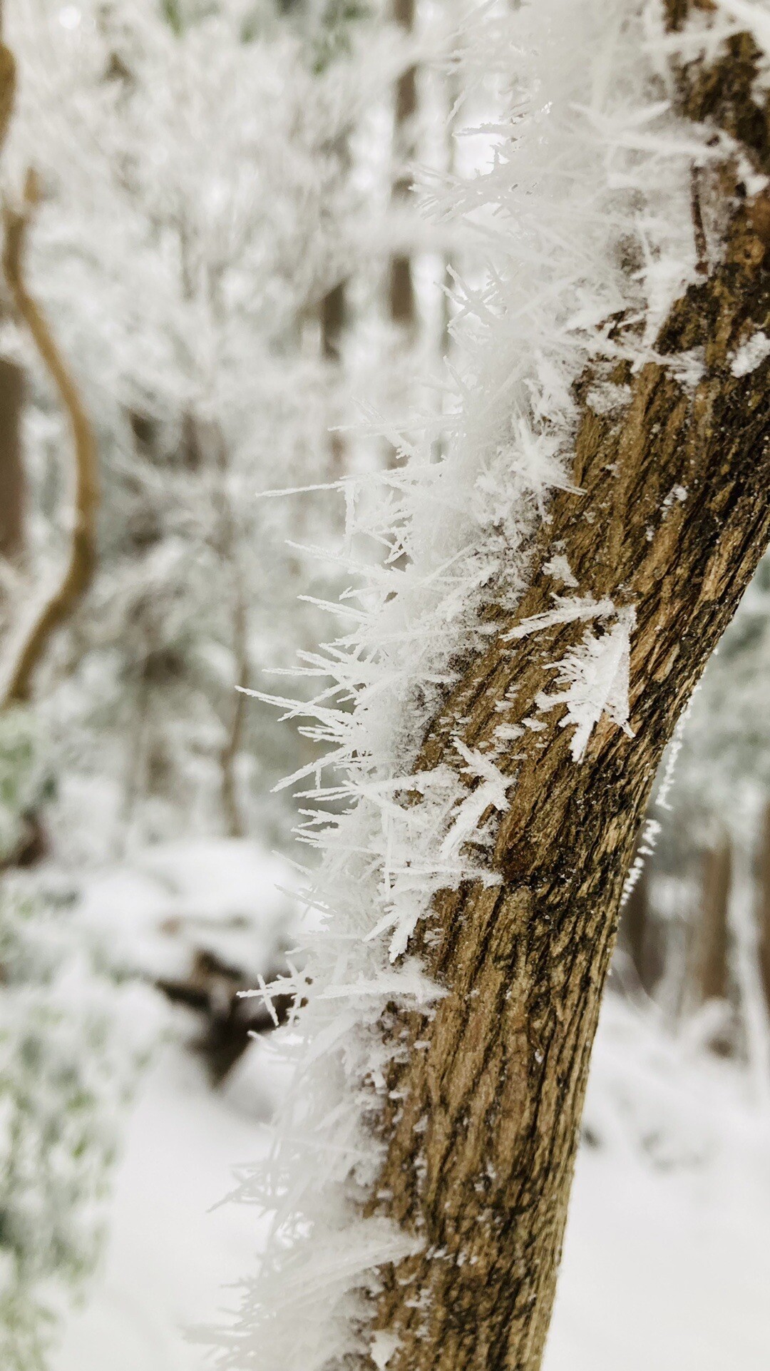 初、雪山！猿投山 / Chibi nekoさんの猿投山・物見山の活動データ | YAMAP / ヤマップ