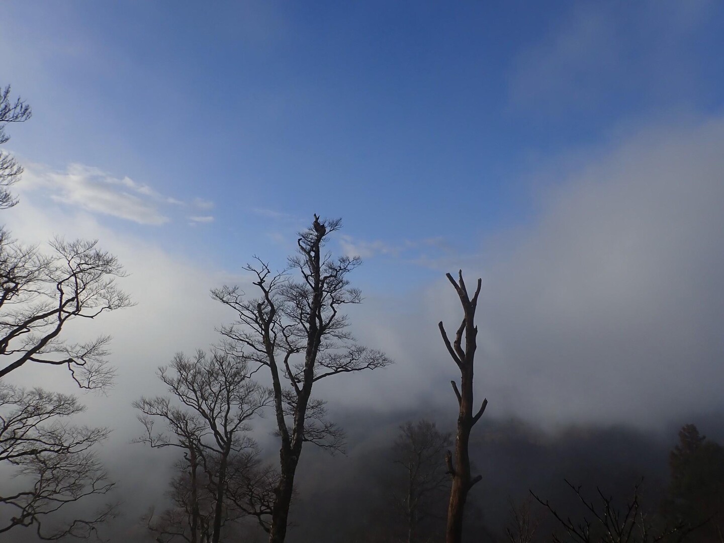 扇ノ山-2024-11-17 / MC先輩さんの扇ノ山の活動データ | YAMAP / ヤマップ