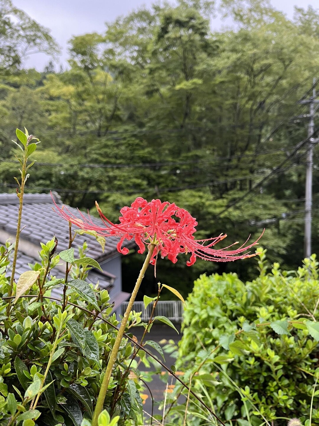 棒ノ嶺・高水山 / Emmaさんの高水山・岩茸石山・惣岳山の活動データ | YAMAP / ヤマップ