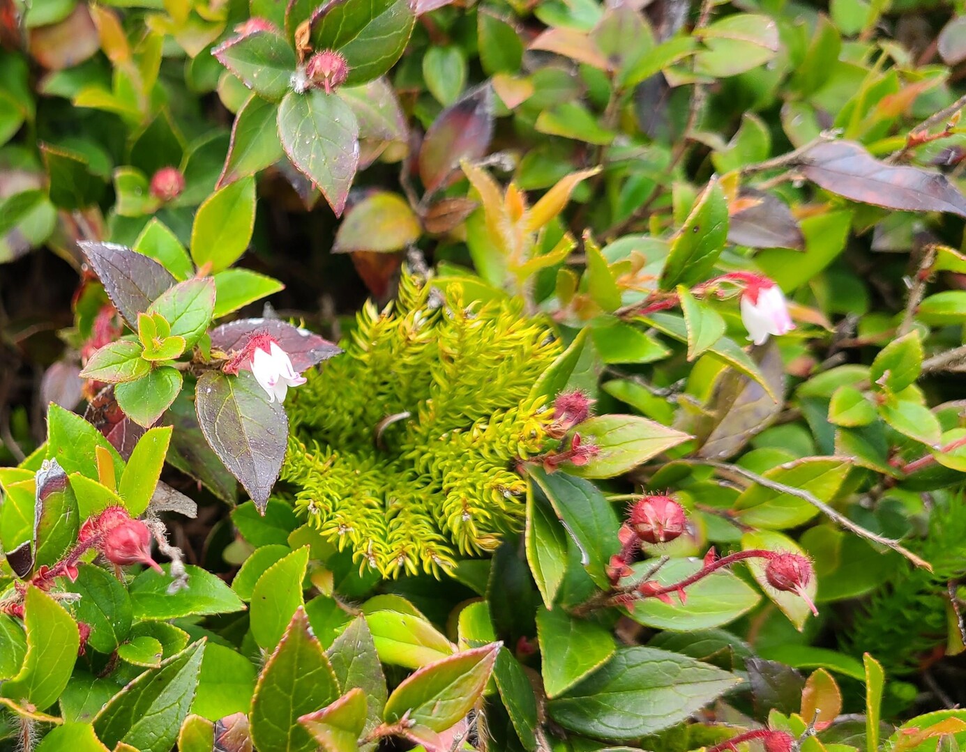 🌼アカモノ咲いてるかな🏔️ 長尾山・銚子ヶ口東嶺・銚子ヶ口 / araiotouさんの日本コバの活動データ | YAMAP / ヤマップ