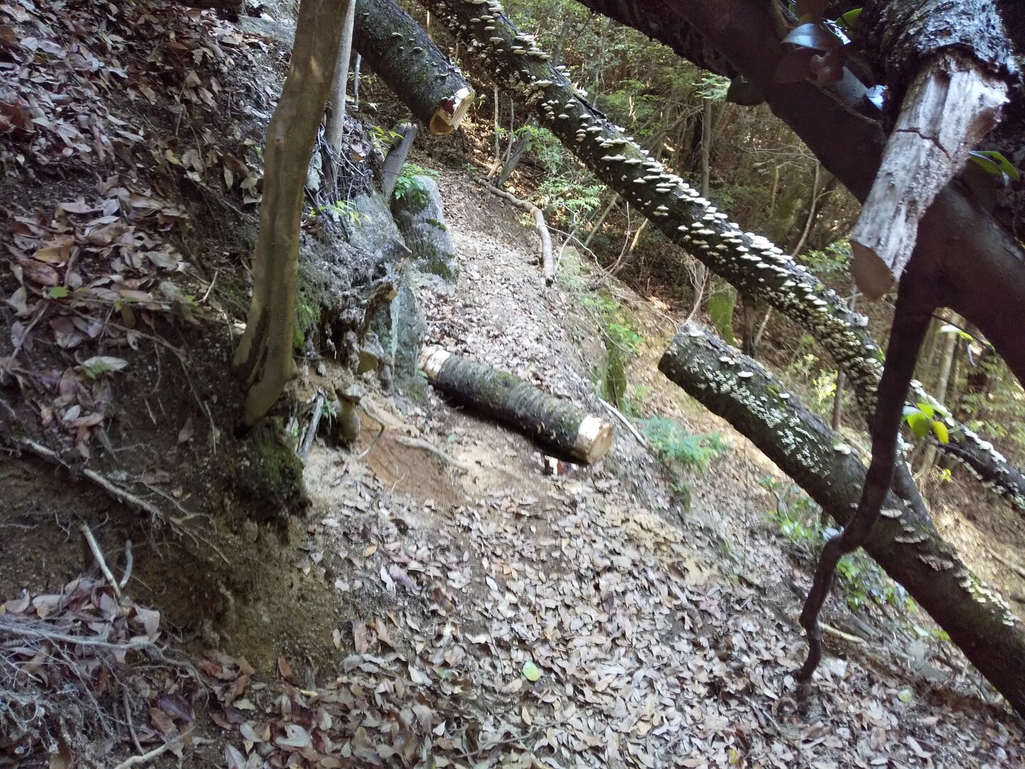 katsuさんの投稿したフィールドメモ | YAMAP / ヤマップ