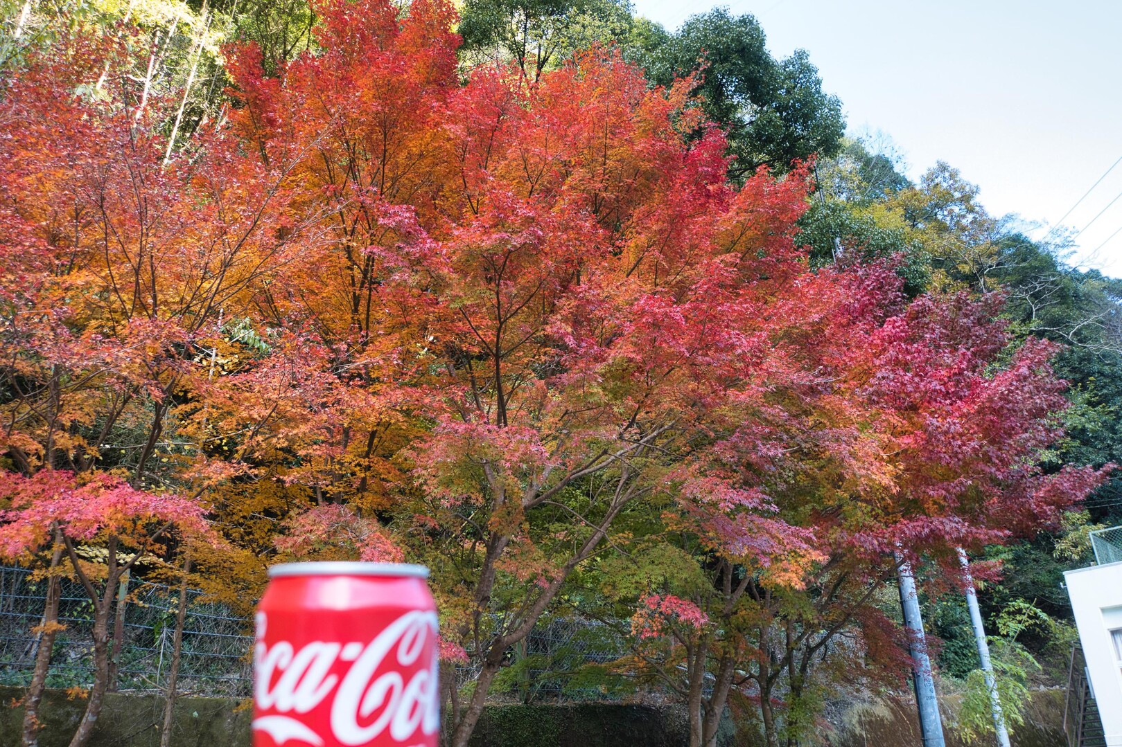 【近百87】牛から馬へ---決して干支登山ではない（白馬山ピストン） / persさんの白馬山・太田岳の活動データ | YAMAP / ヤマップ