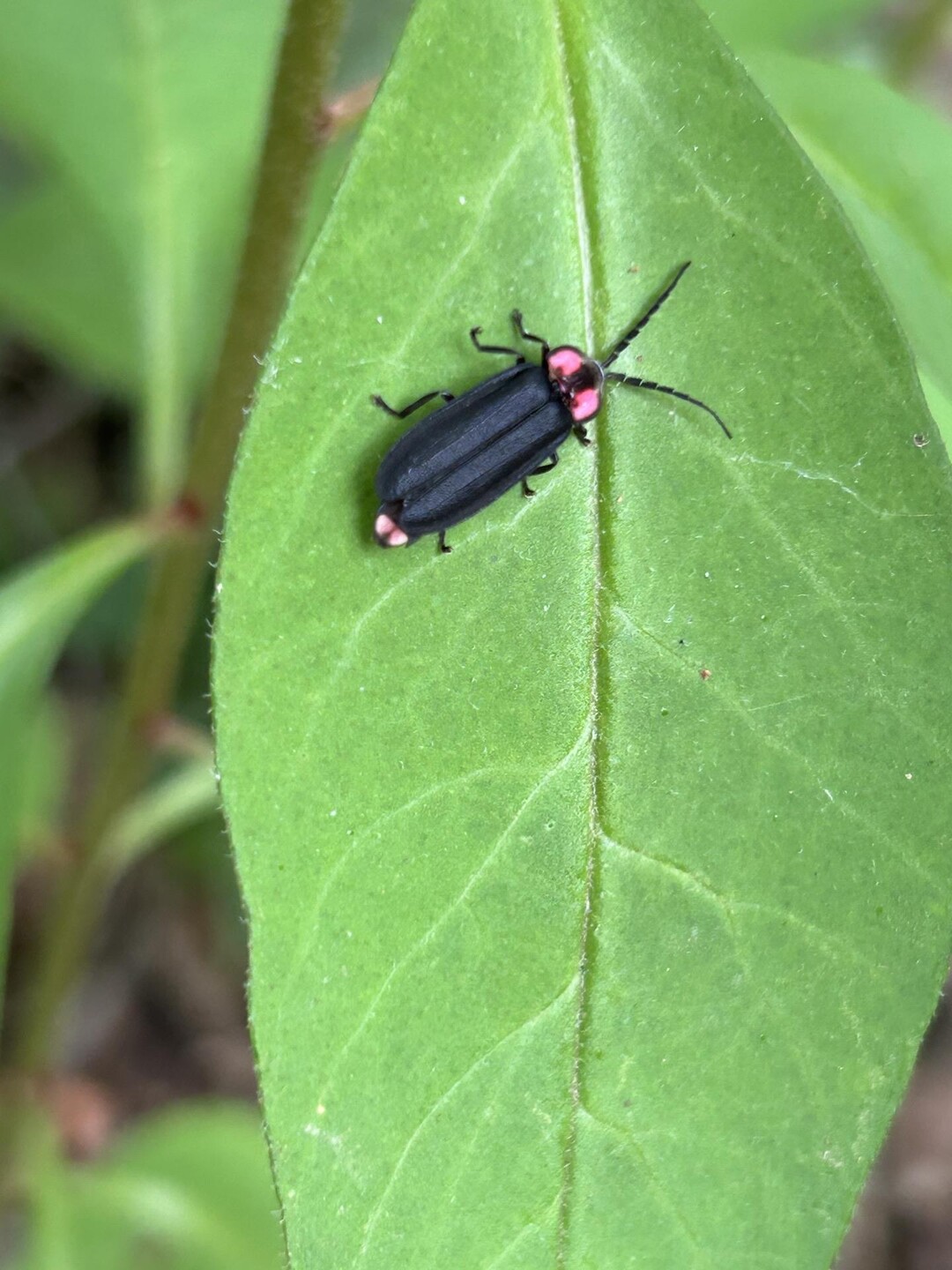 文殊山697・698 / でこみさんの福井市の活動日記 | YAMAP / ヤマップ