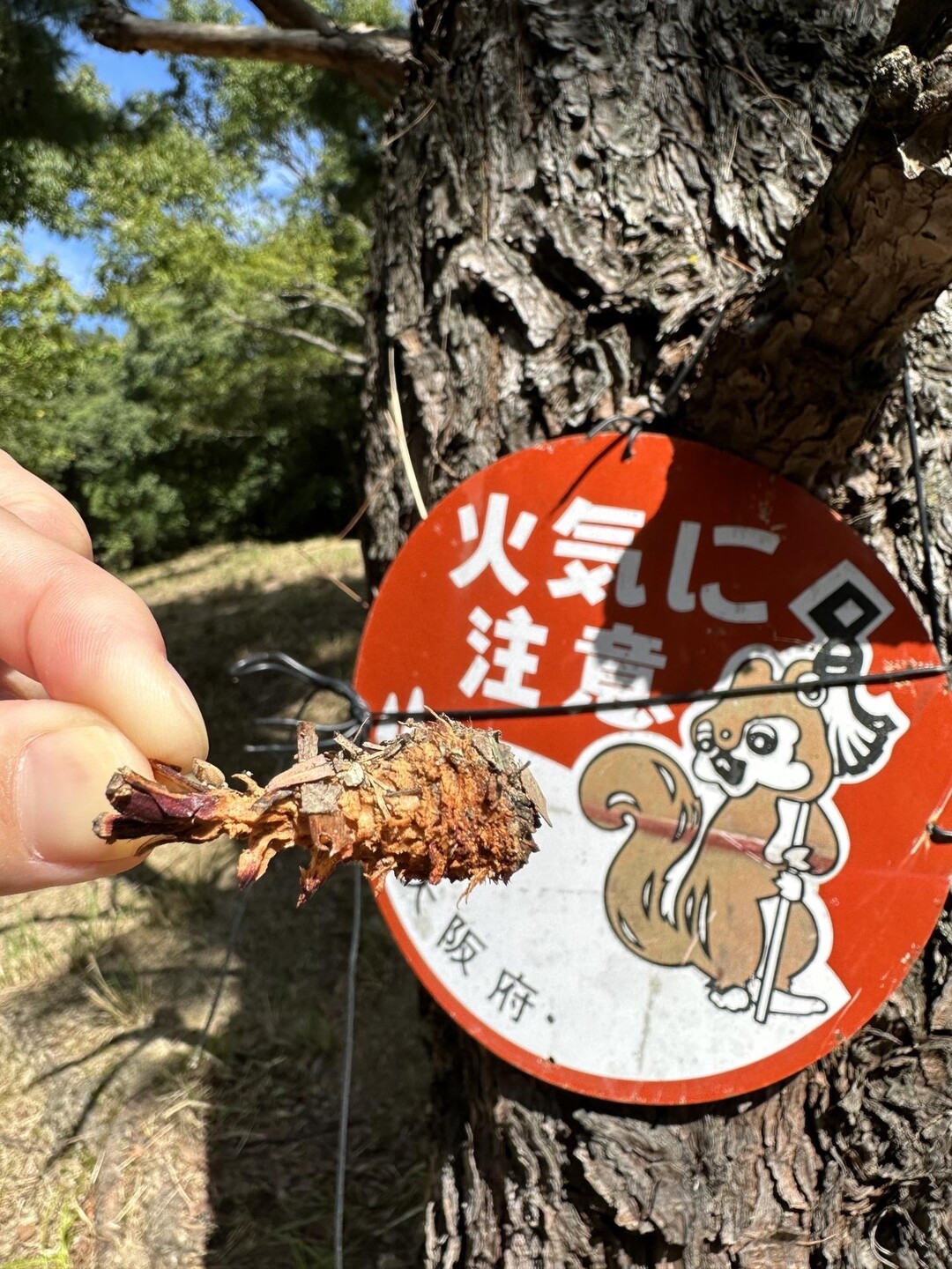 リスの気配🍤エビフライ🍤 / ERlii*さんの六個山・鉢伏山・明ヶ田尾山・五月山の活動データ | YAMAP / ヤマップ