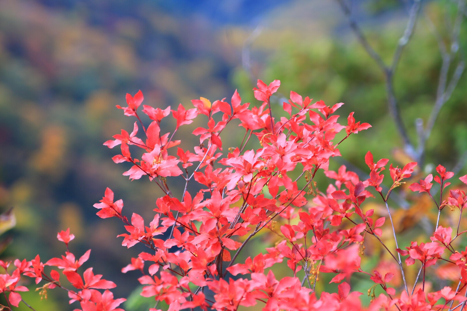 谷川岳（トマの耳）・谷川岳（オキノ耳）・一ノ倉岳・茂倉岳・矢場の頭 / IHキッチンさんの谷川岳・七ツ小屋山・大源太山の活動データ | YAMAP / ヤマップ