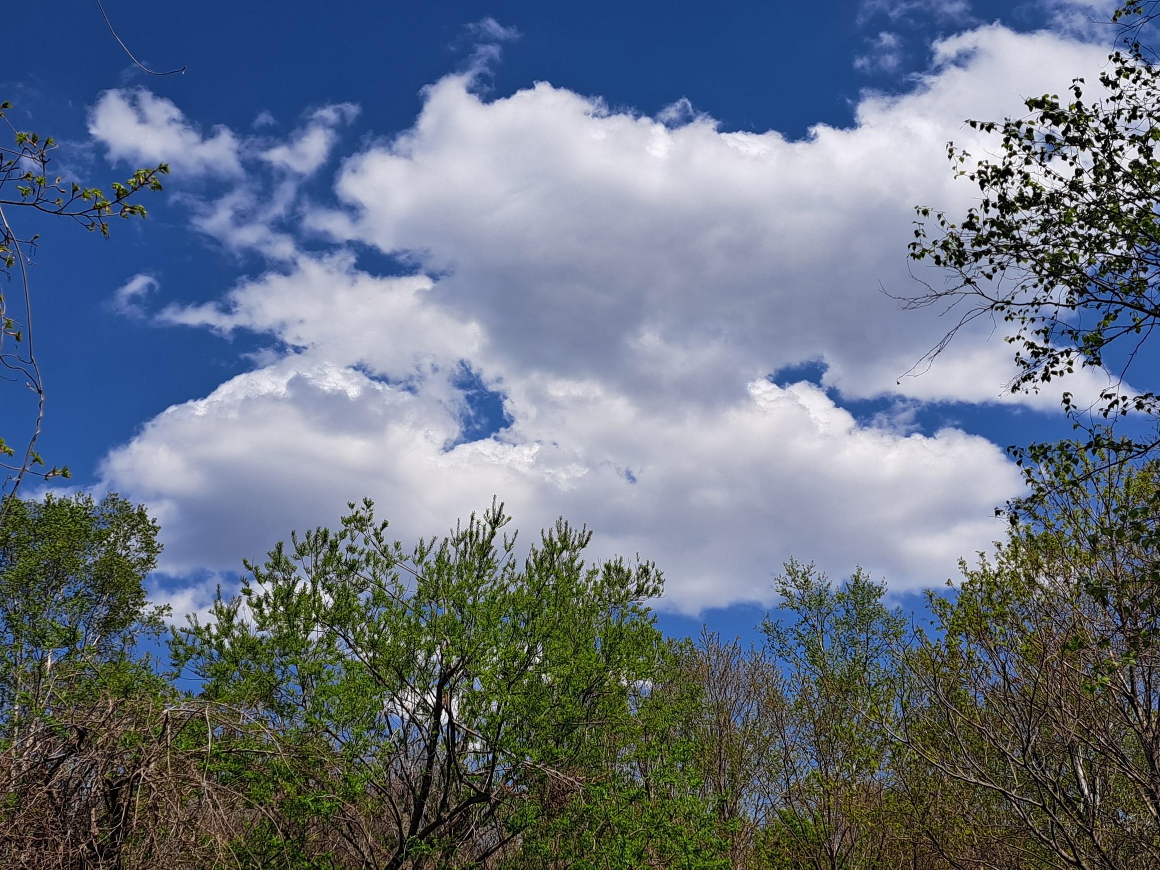 251峰・西野380峰 / cross.448さんの三角山・大倉山・円山の活動データ | YAMAP / ヤマップ