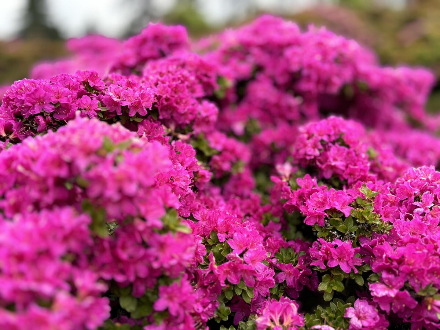 西万年・万年山・伐株山 / tomomiさんの万年山・伐株山の活動データ | YAMAP / ヤマップ