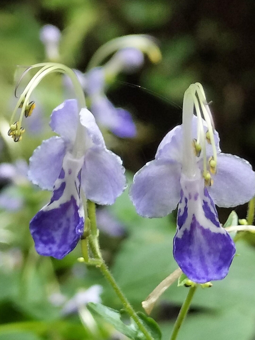 💞カリガネソウ💞サクラタデ💞その他、秋のお花が勢揃い☺️ / もとりんさんの文殊山の活動日記 | YAMAP / ヤマップ
