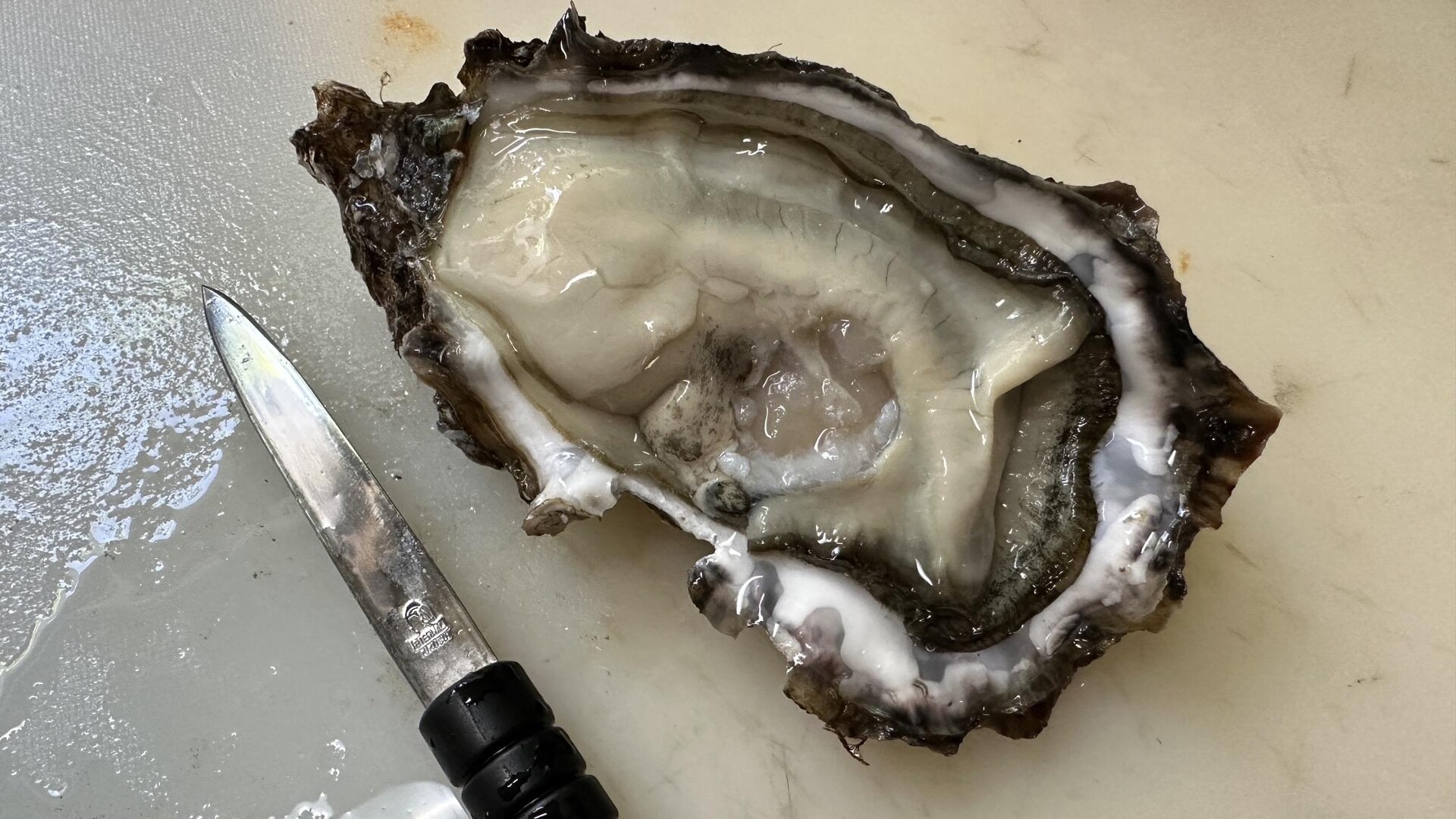 海ップ・西浦マリーナ-2023-03-24 / subrosaさんの五井山・宮路山・御堂山の活動データ | YAMAP / ヤマップ