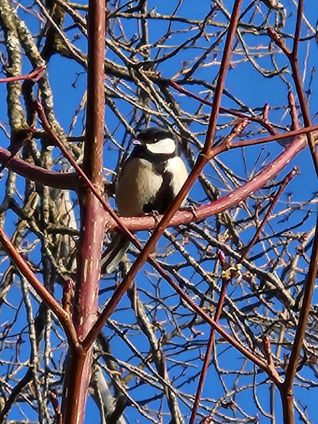セブンサミッツ＋ 反時計回り日の出登山で 高尾山・城山・景信山→ / ETSUKO さんの高尾山・陣馬山・景信山の活動データ | YAMAP / ヤマップ