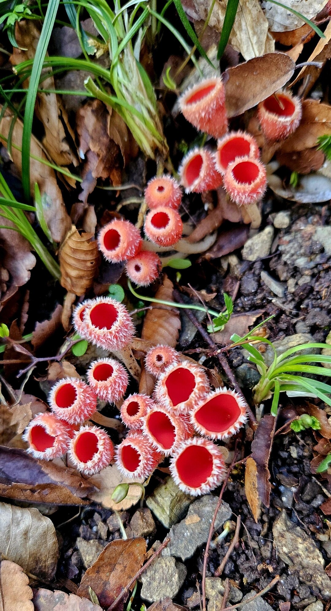 馬乗山&龍頭峡🌷 / 老猿さんの馬乗山の活動データ | YAMAP / ヤマップ