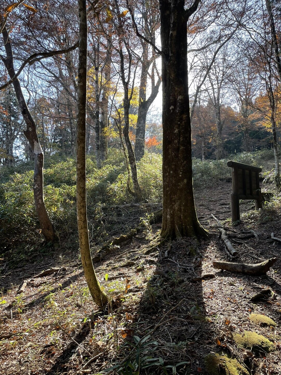 若杉原生林（若杉天然林）-2023-11-03 / kazuomoさんの沖ノ山・若杉原生林（若杉天然林）の活動データ | YAMAP / ヤマップ