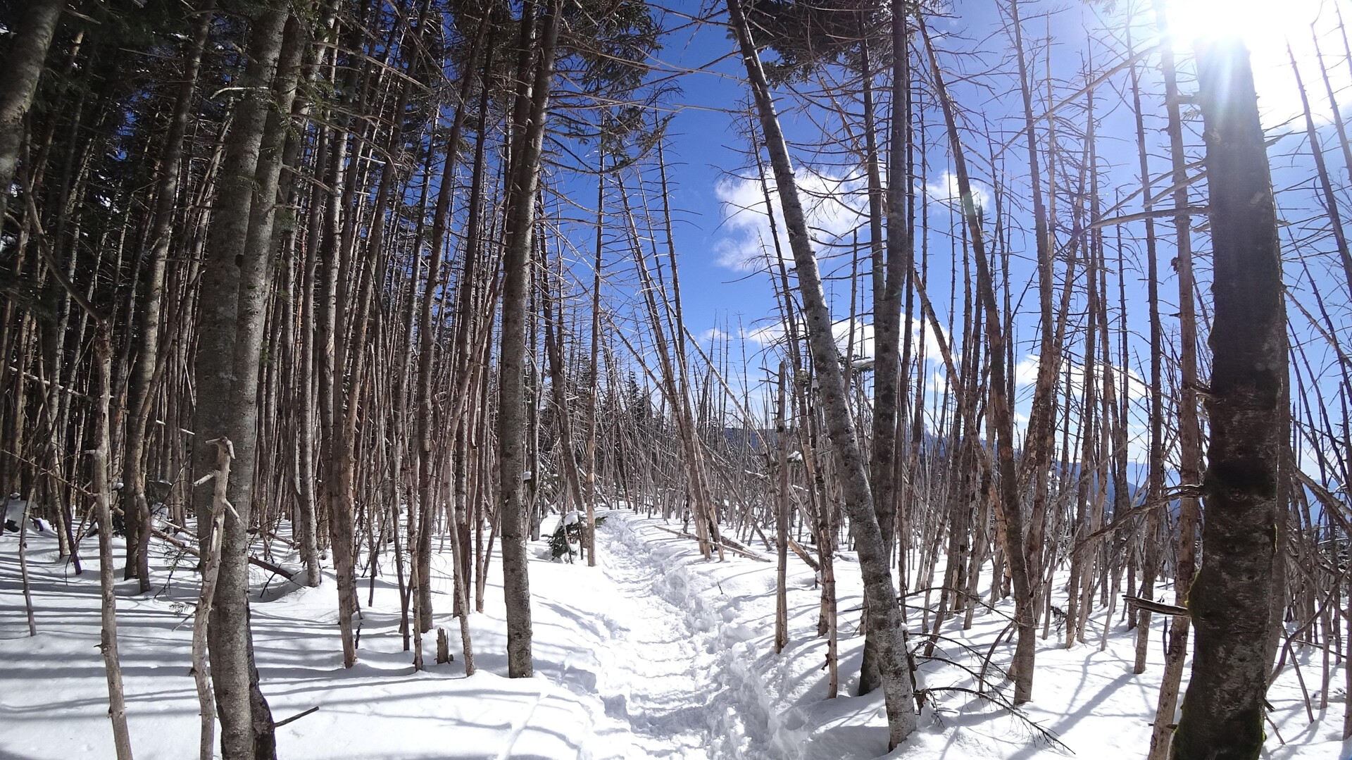 北横岳～縞枯山2024-02-10 / tamさんの蓼科山・横岳・縞枯山の活動データ | YAMAP / ヤマップ