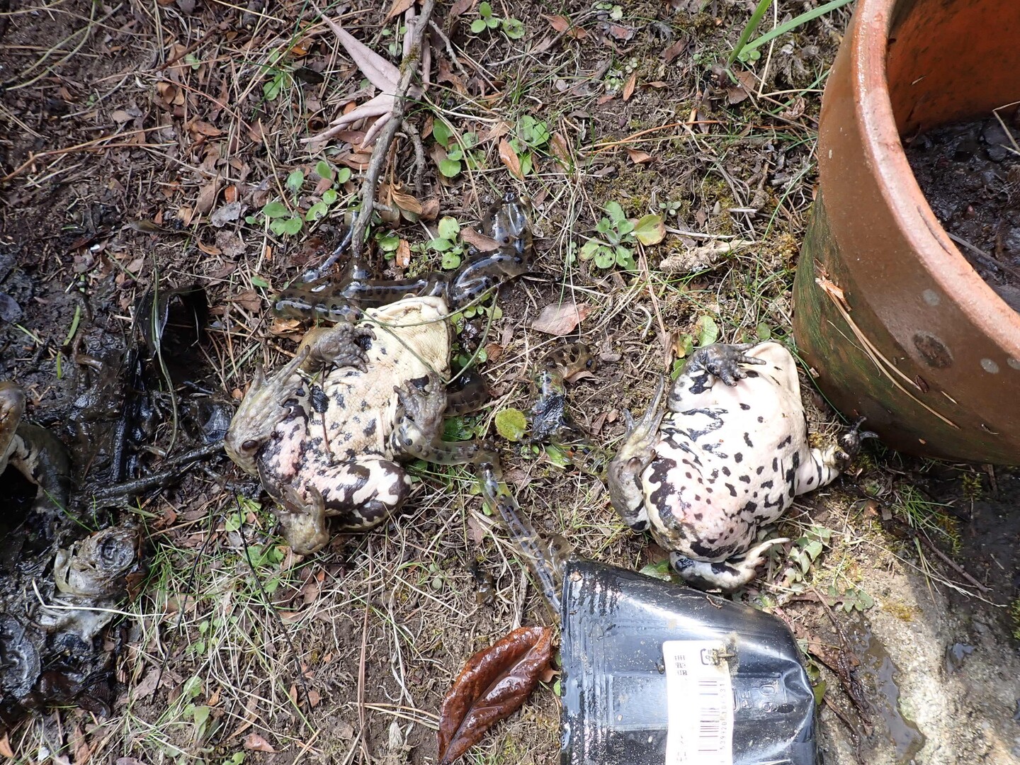 蛙合戦が例年より早く、3月30日から開... / yudoburiさんのモーメント | YAMAP / ヤマップ