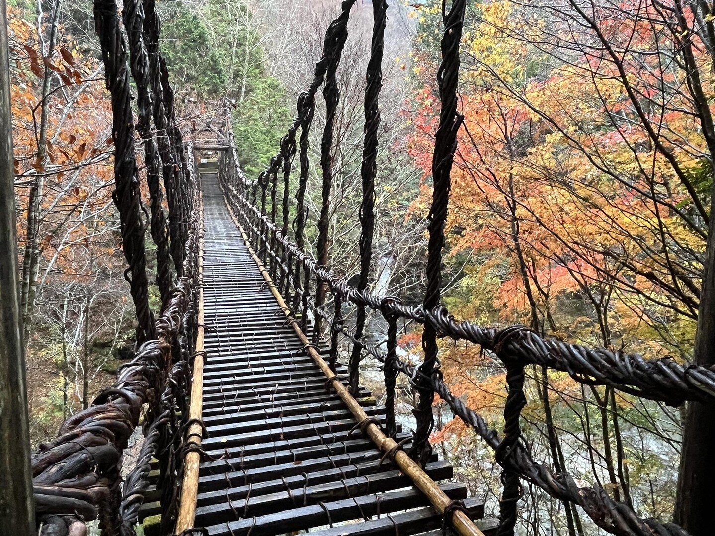奧祖谷二重かずら橋界隈の散策 / みかぽん1221さんのウォーキングの活動データ | YAMAP / ヤマップ