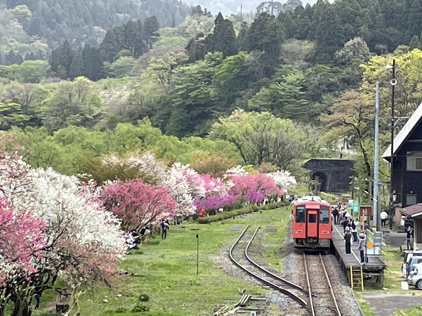 右へ倣え…花桃🌸と孝行と油あげ🍱 ー... / BMさんのモーメント | YAMAP / ヤマップ