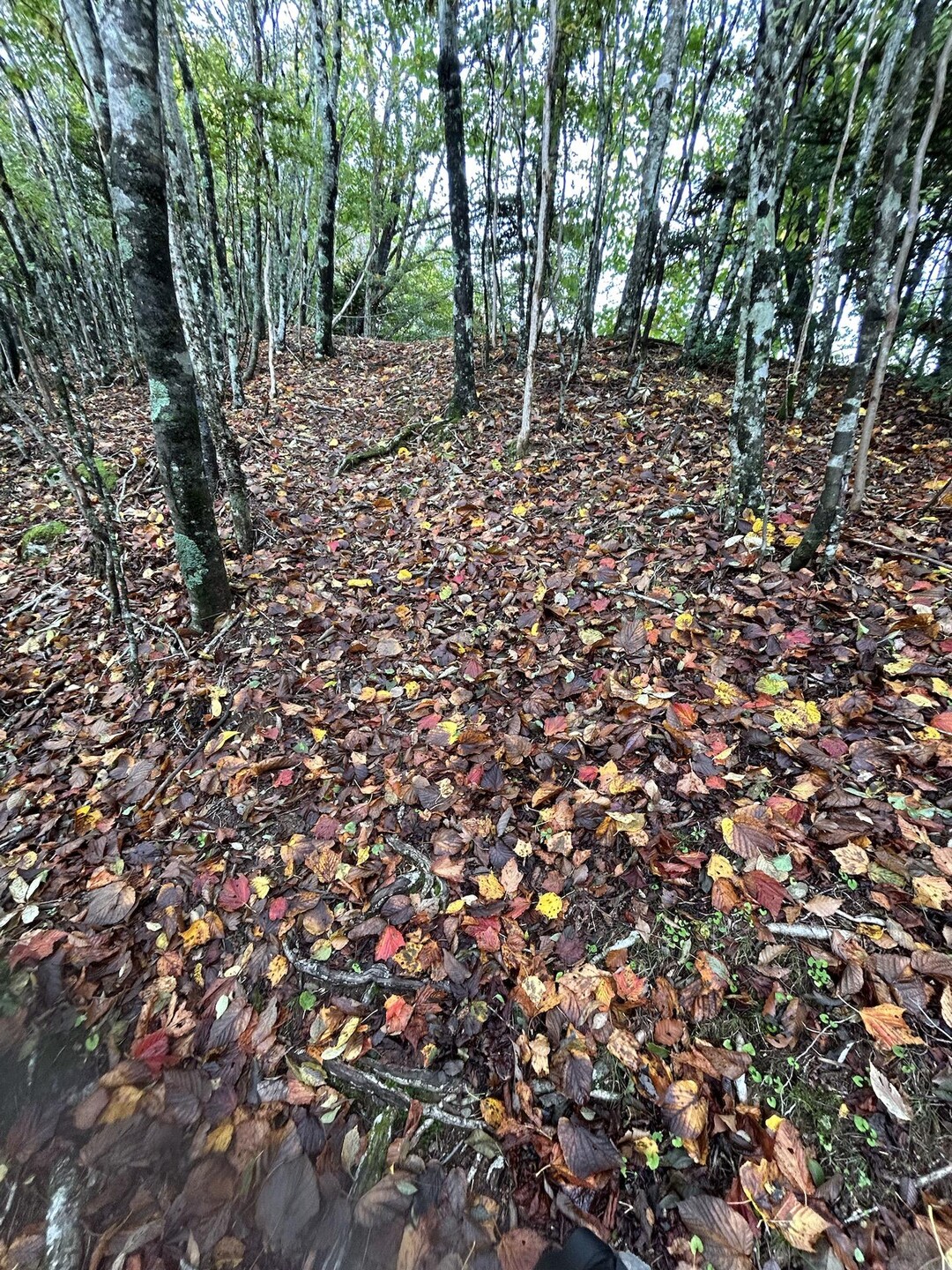 常光寺山 時差ボケ解消トレイル / maruさんの常光寺山の活動データ | YAMAP / ヤマップ