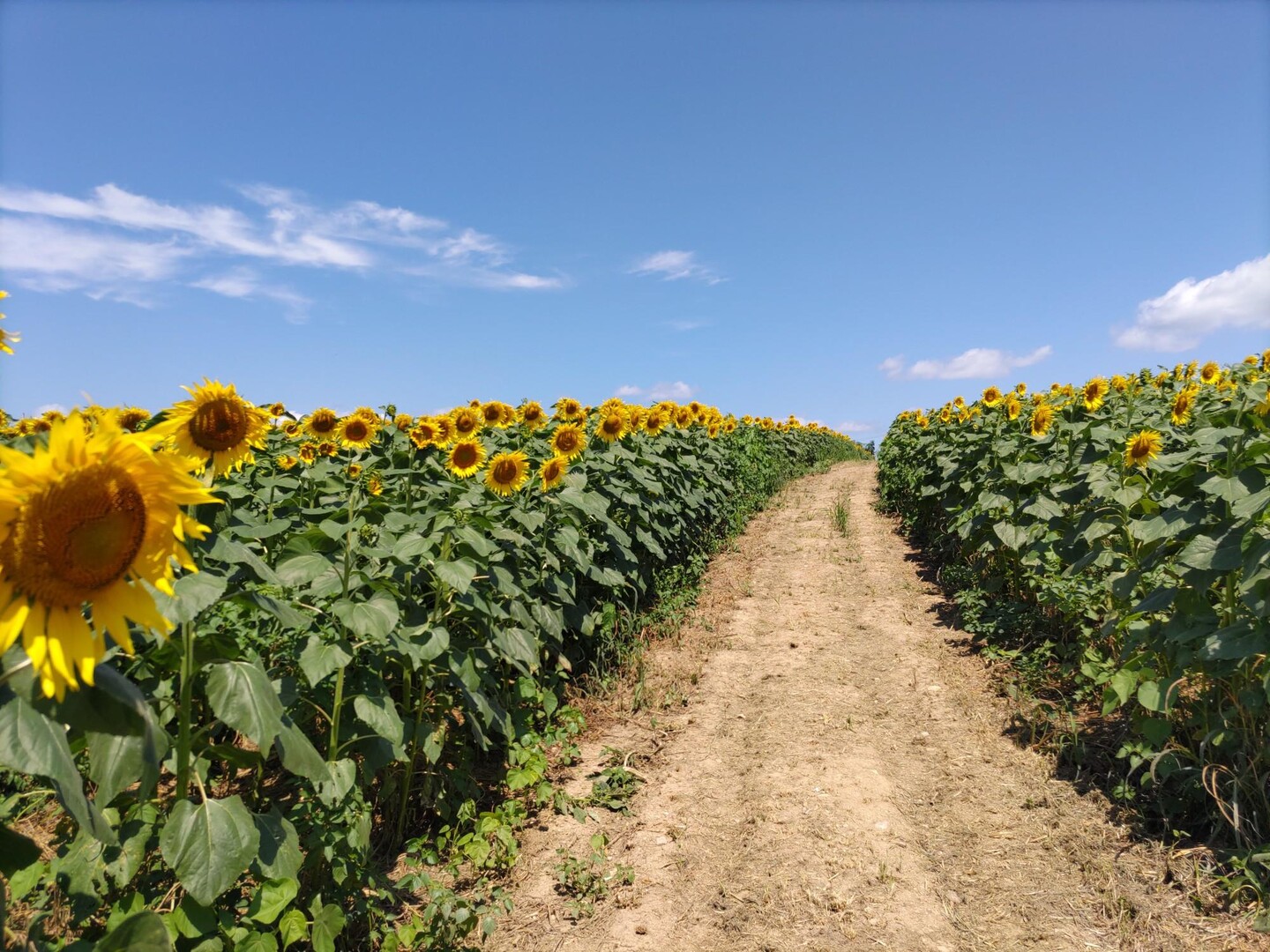 ie🏠 to summit 🏢 / あんこさんの仙台市の活動データ | YAMAP / ヤマップ