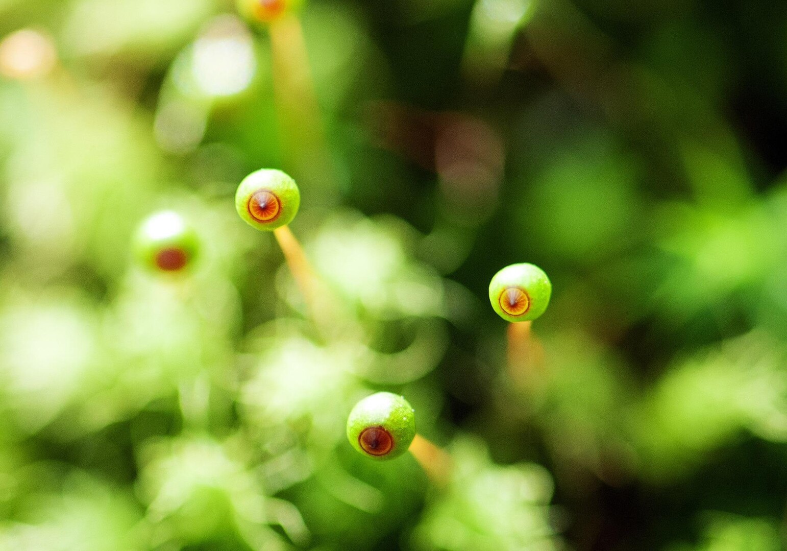 👁️目玉オヤジ / yama walkerさんのモーメント | YAMAP / ヤマップ