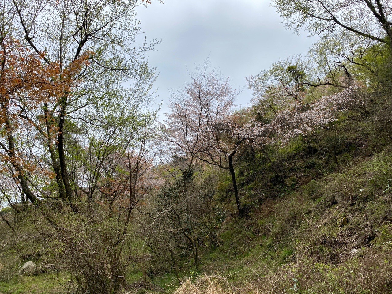 masaya@kobeさんの投稿したフィールドメモ | YAMAP / ヤマップ