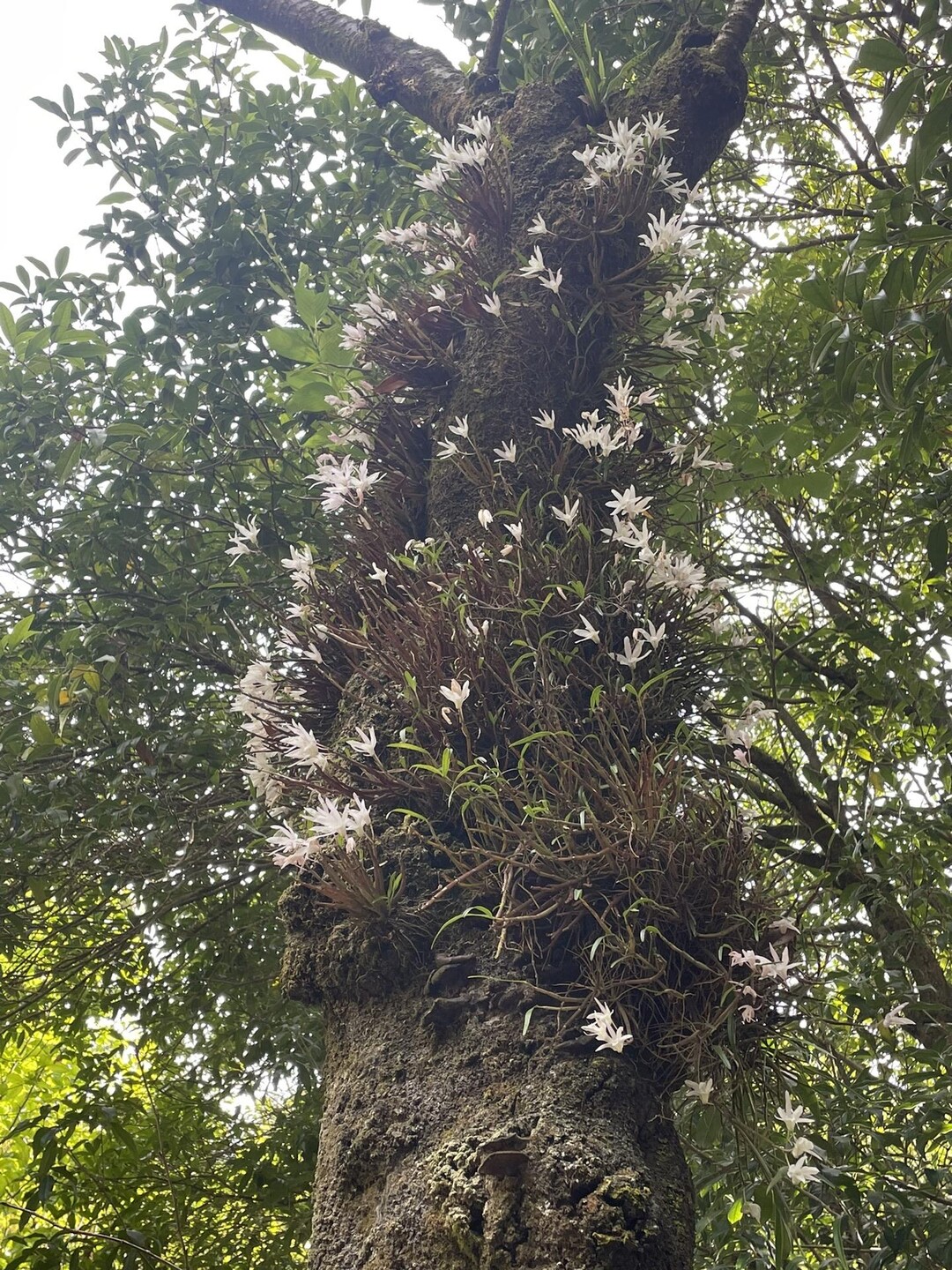 セッコクの季節🤍🤍高尾山〜小仏城山 / yukirin♡さんの高尾山・陣馬山・景信山の活動データ | YAMAP / ヤマップ